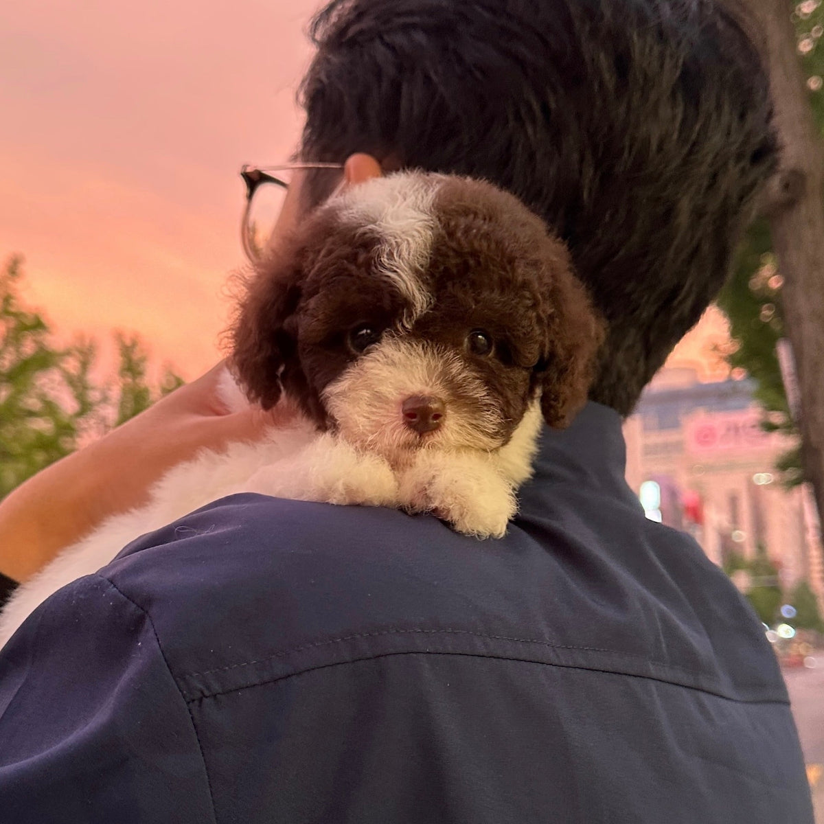 THE ULTIMATE GUIDE TO KOREAN TOY POODLES: EVERYTHING YOU NEED TO KNOW ...