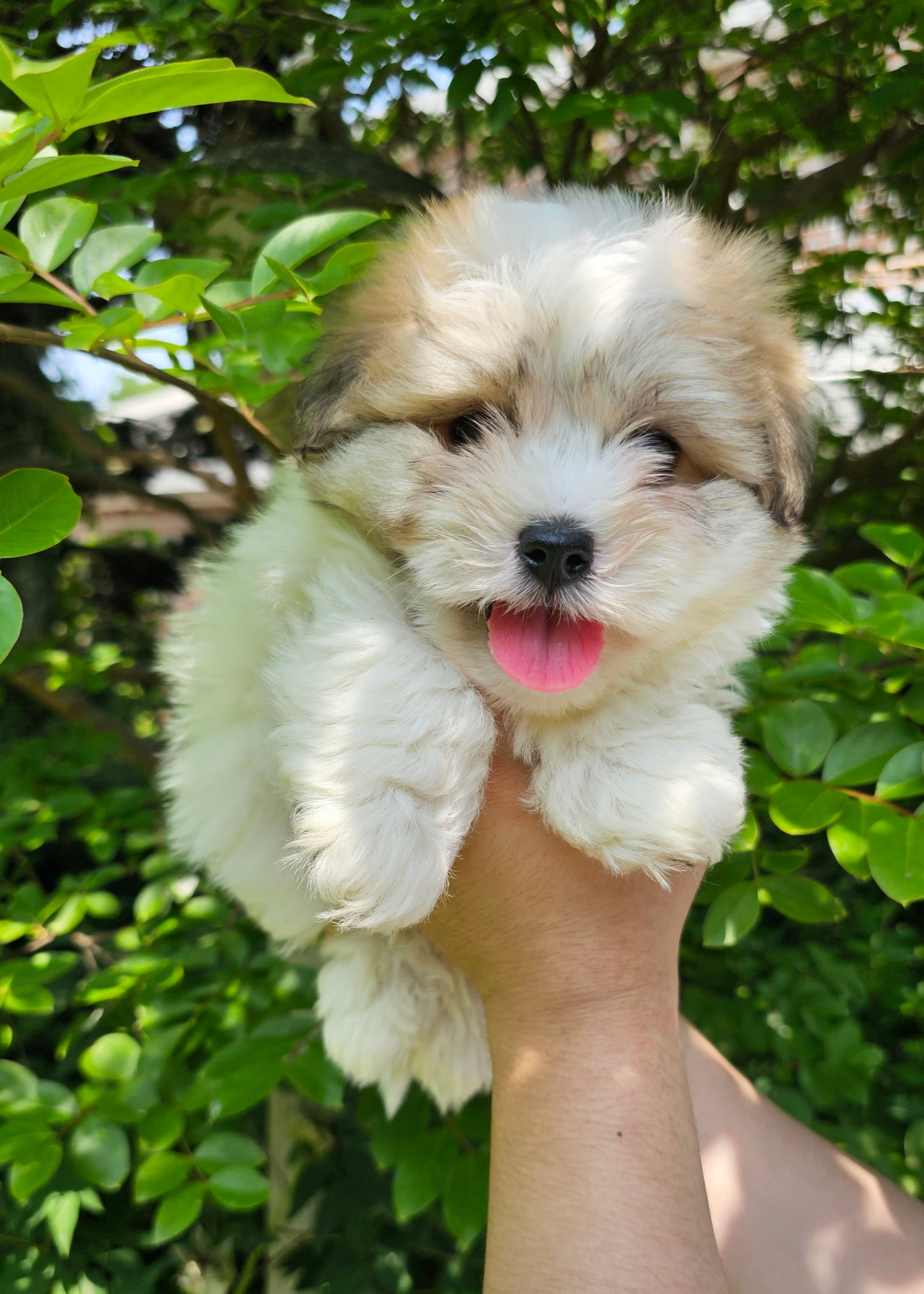 Premium Korean Teacup Puppy - Kim's Pups