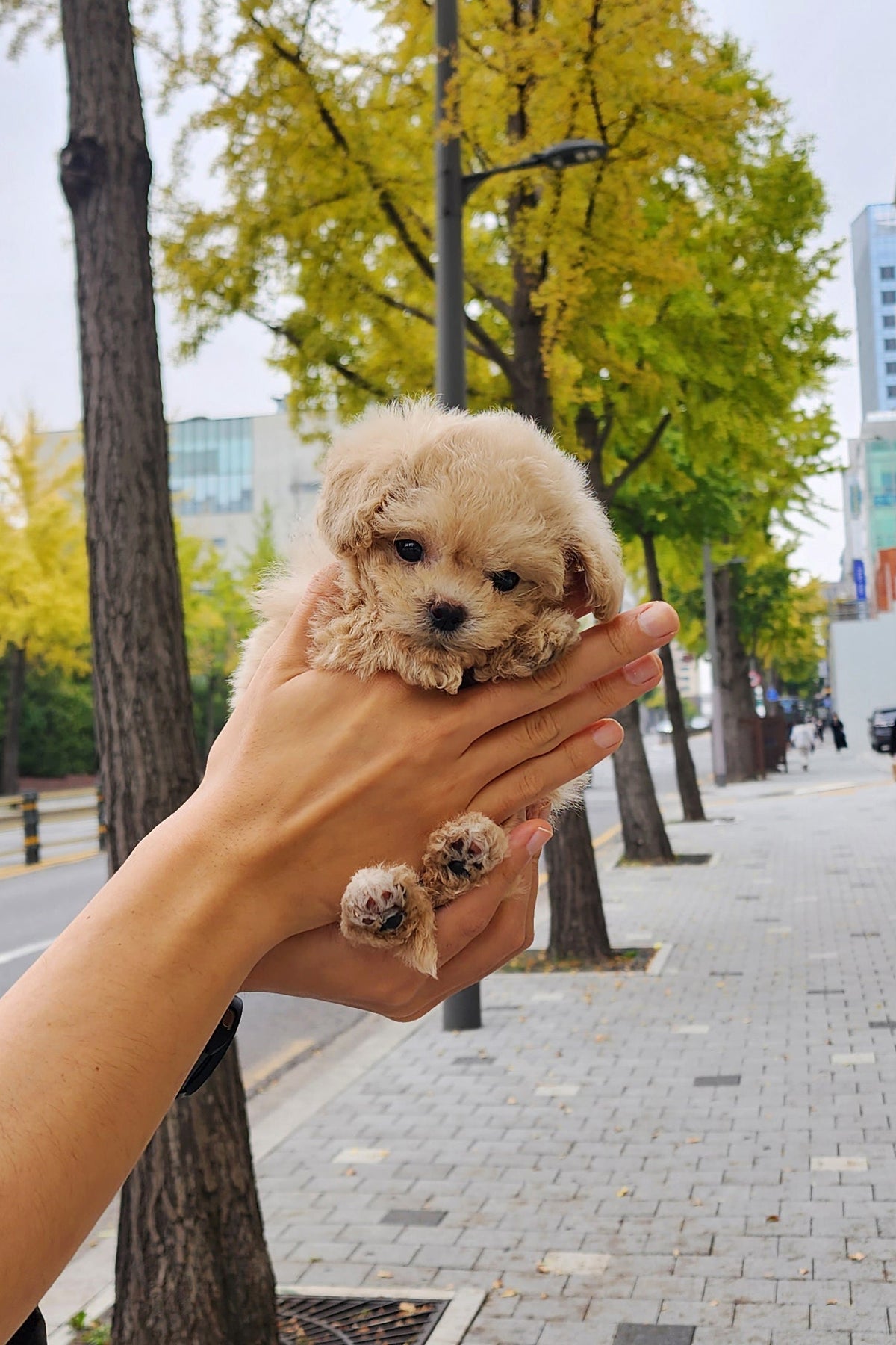 MACKENZIE - FEMALE (TEACUP POODLE) – Kim's Pups