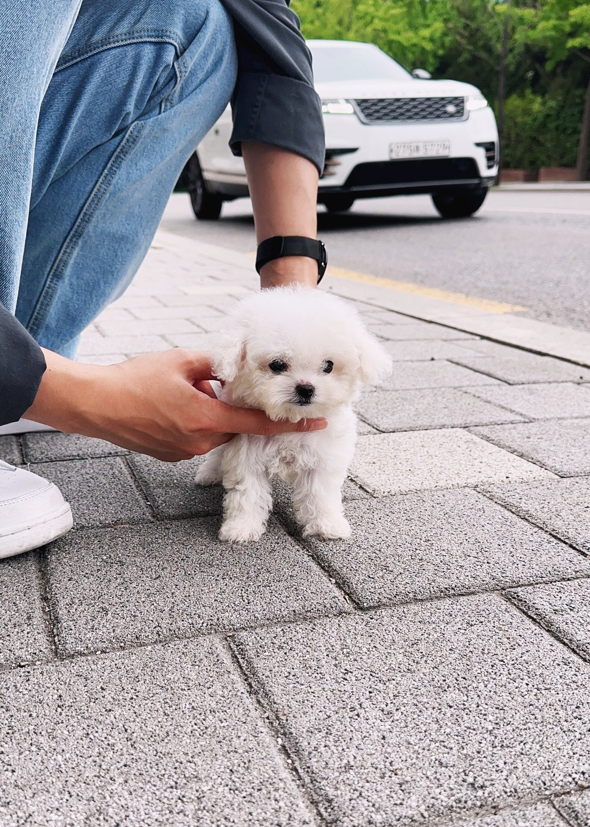 MARTIN - MALE (MINI BICHON FRISE)