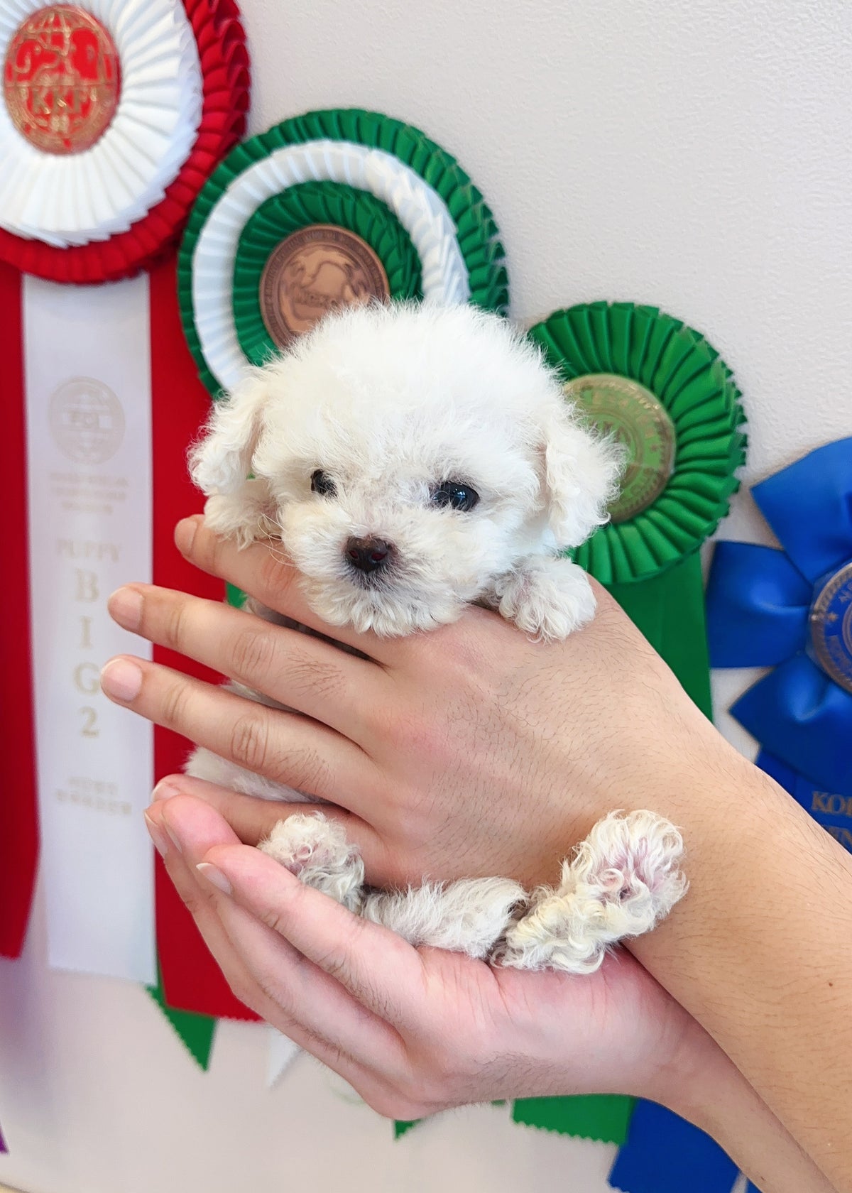 MARTIN - MALE (MINI BICHON FRISE)