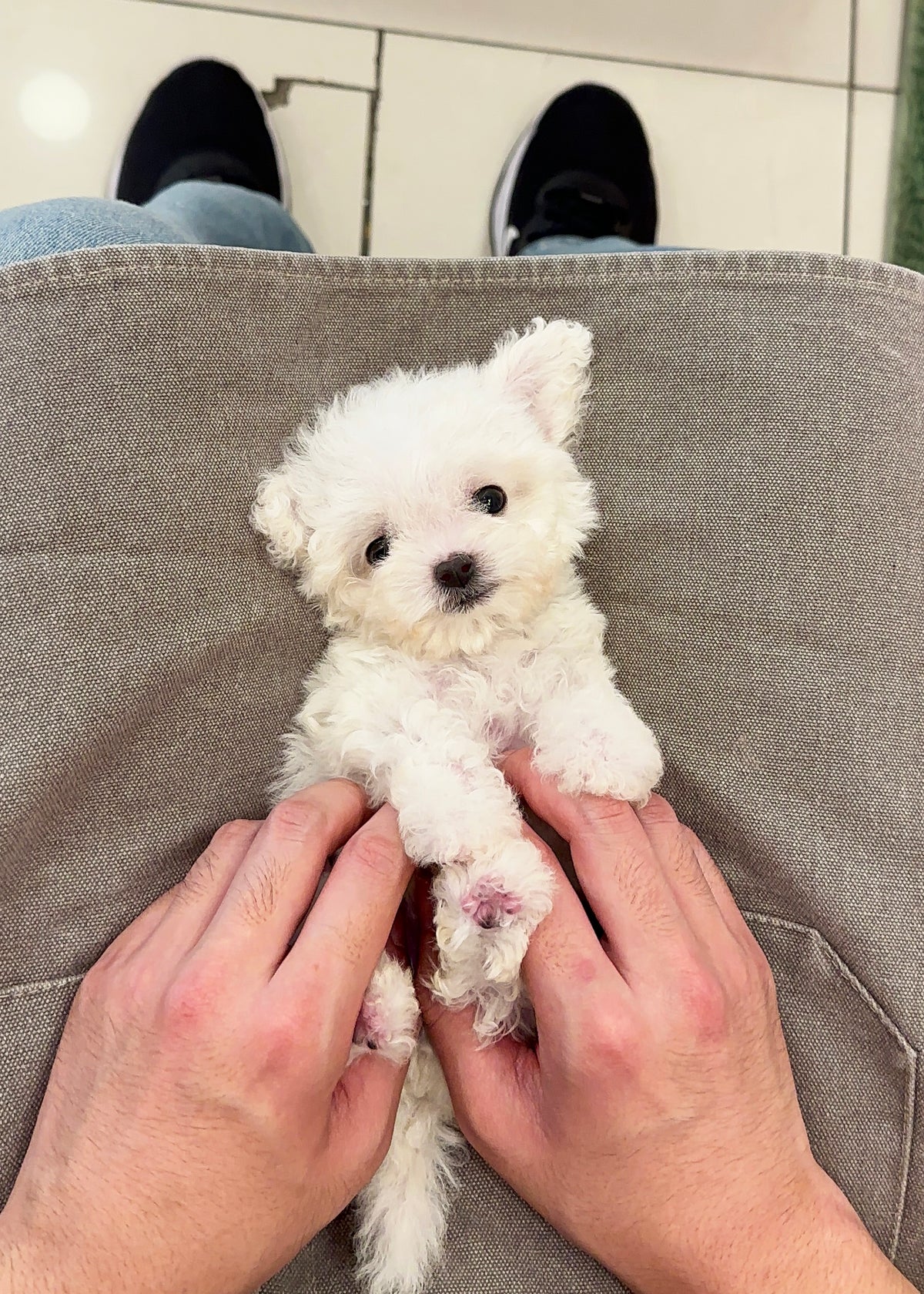 MARTIN - MALE (MINI BICHON FRISE)