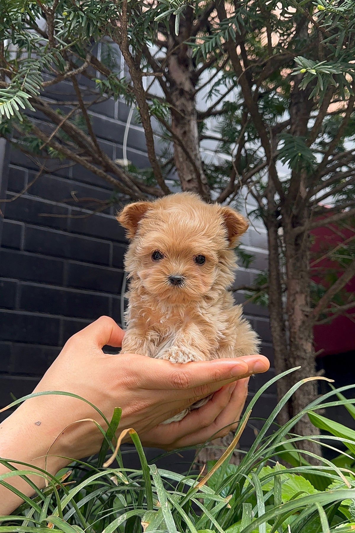 COCO - MALE (MALTIPOO) – Kim's Pups