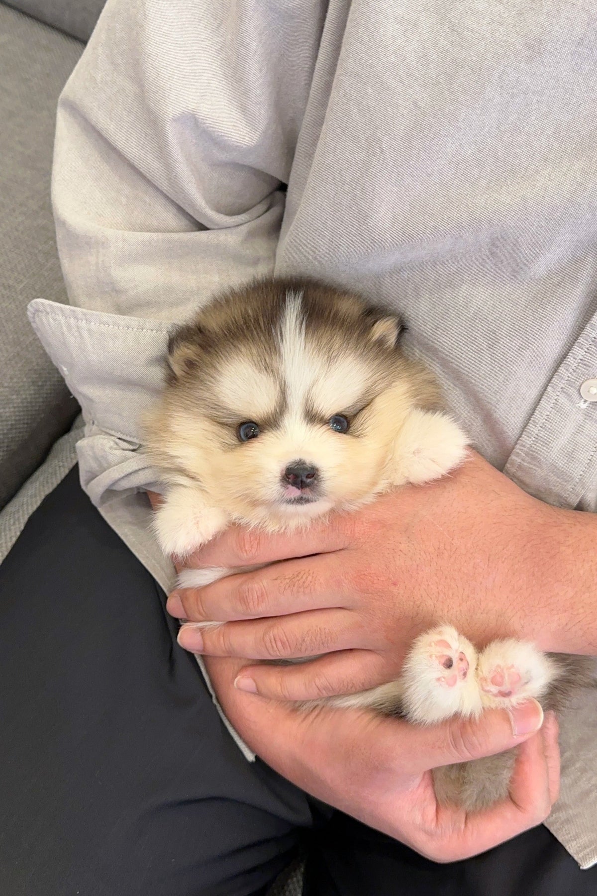 WOLF - MALE (POMSKY) – Kim's Pups