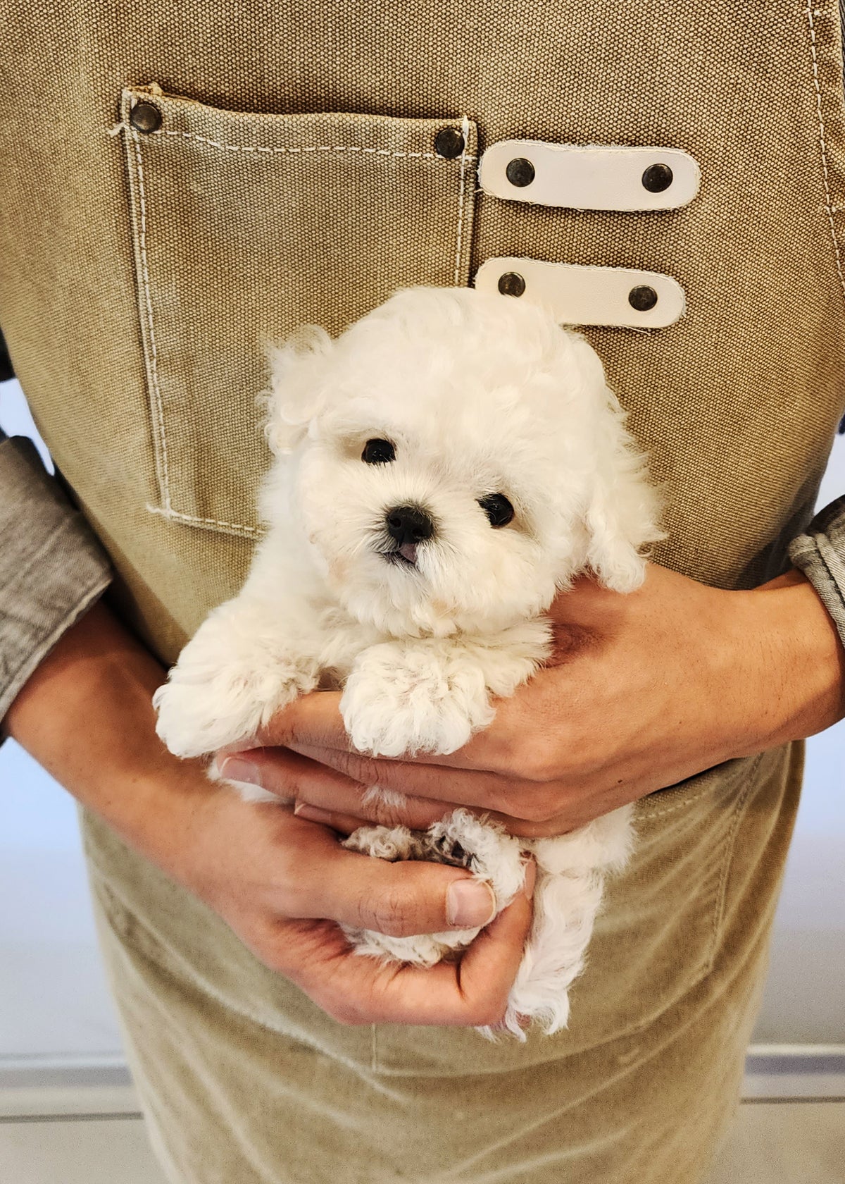 MARY - FEMALE (BICHON FRISE) – Kim's Pups