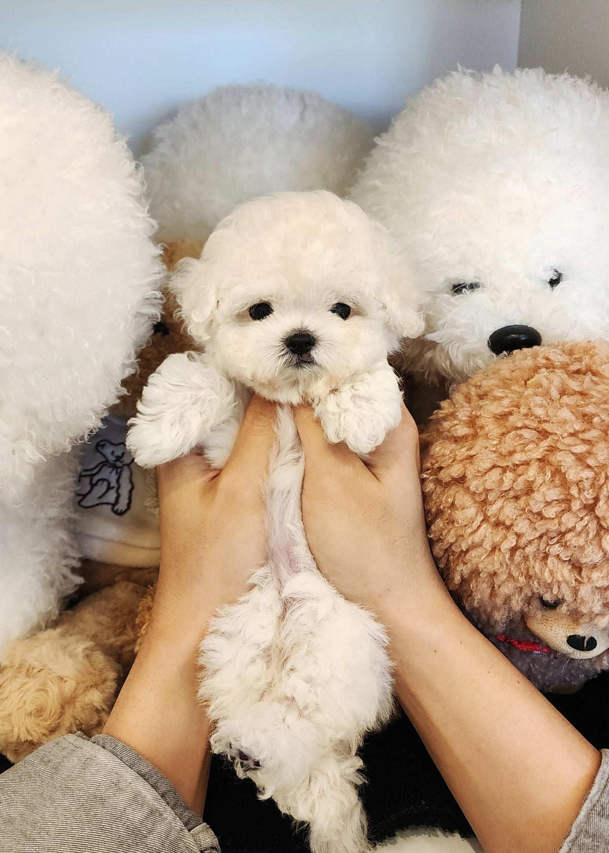 MARY - FEMALE (BICHON FRISE) – Kim's Pups