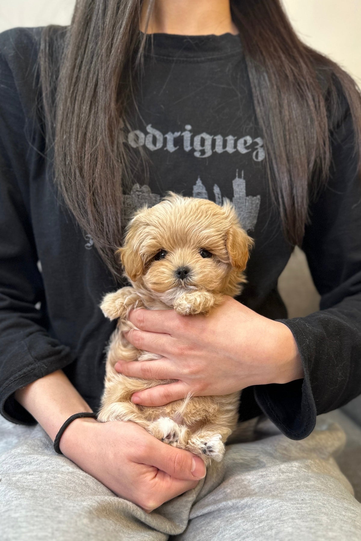 BORI - MALE (MALTIPOO) – Kim's Pups