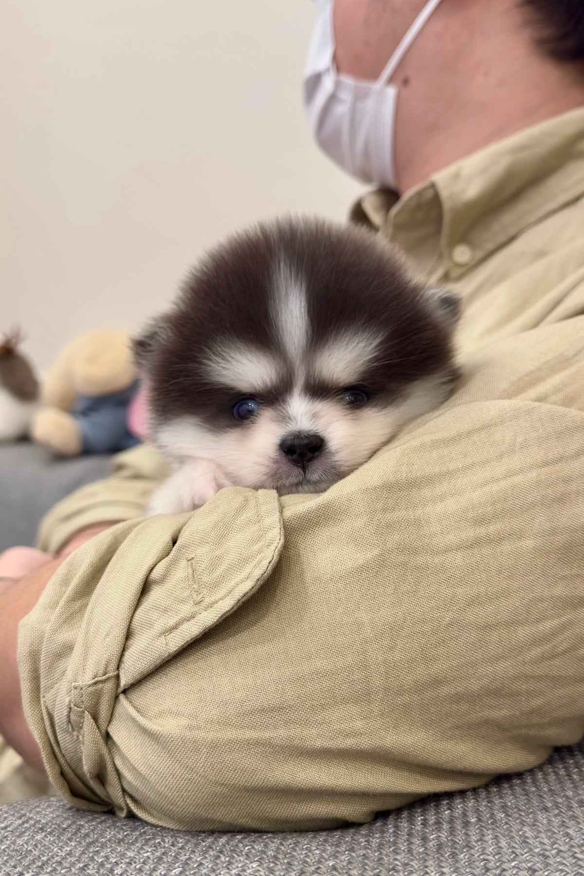 BLUE - MALE (POMSKY) – Kim's Pups