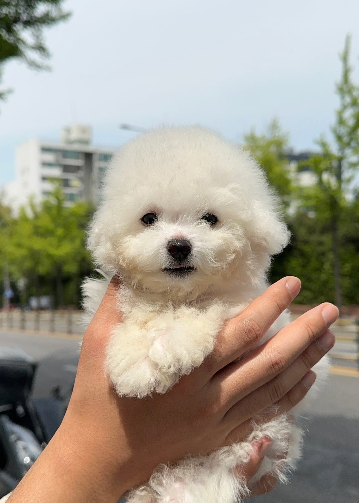 JOHN - MALE (BISHON FRISE) – Kim's Pups
