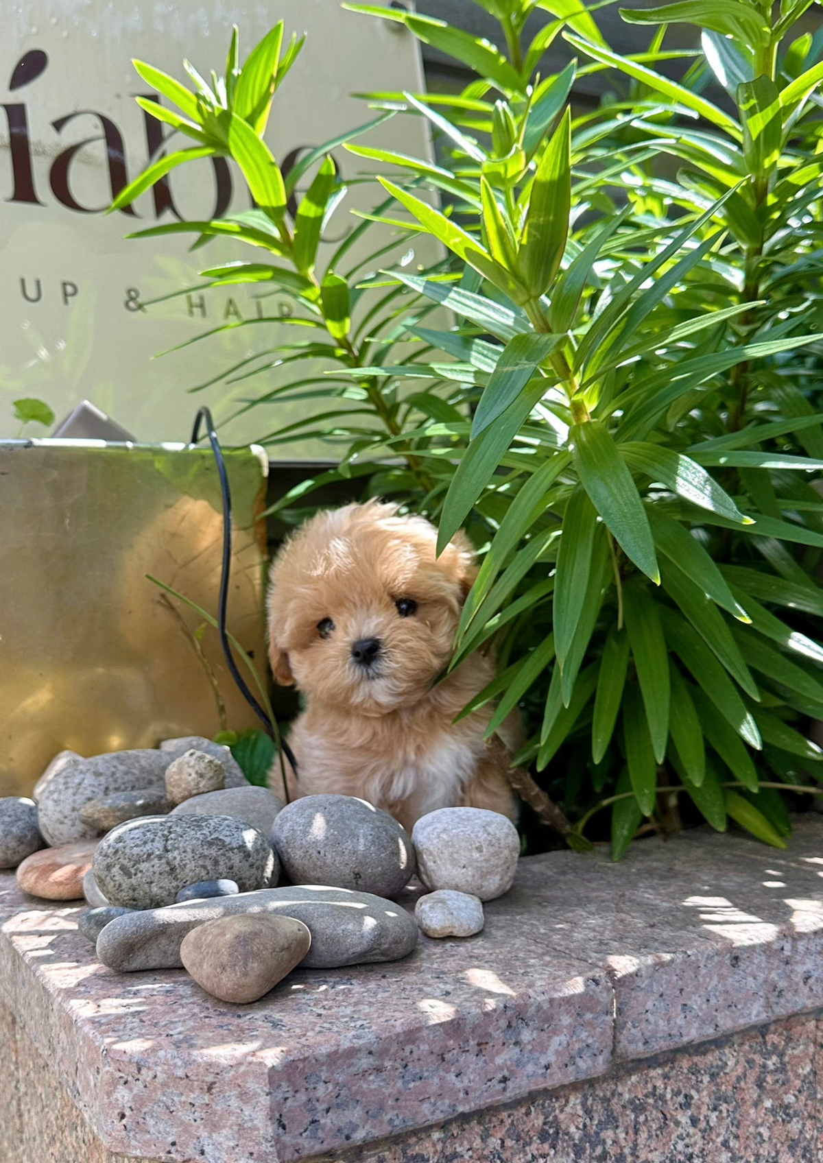 COCO - MALE (MALTIPOO) – Kim's Pups