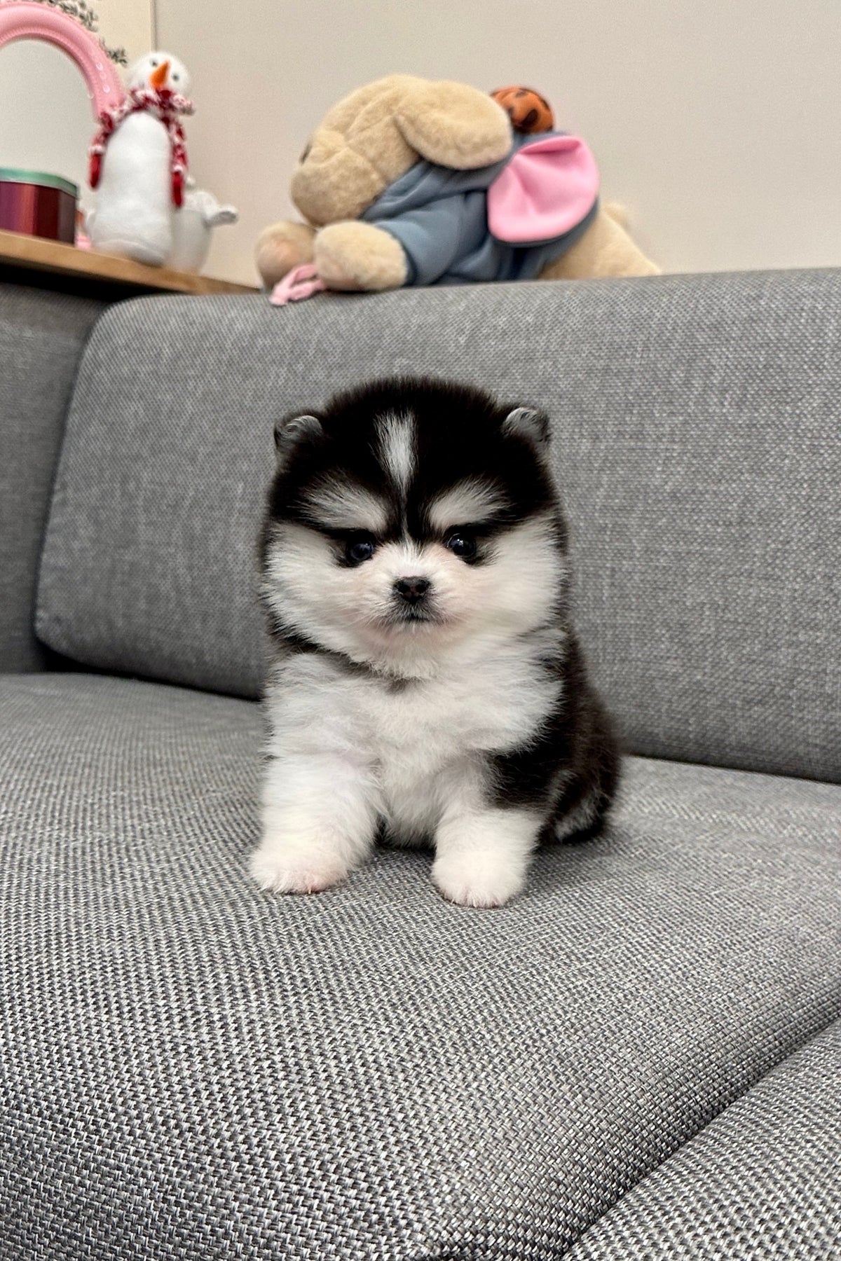 BLACK - MALE (POMSKY) – Kim's Pups