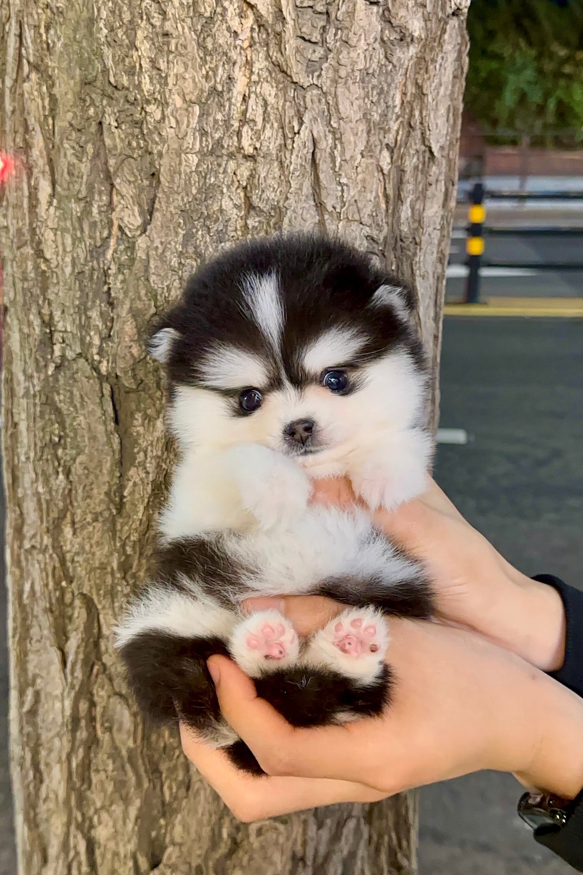 BLACK - MALE (POMSKY) – Kim's Pups