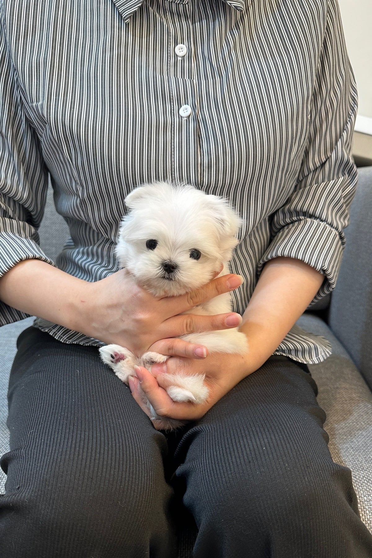 SEOLTANG - MALE (MALTESE) – Kim's Pups