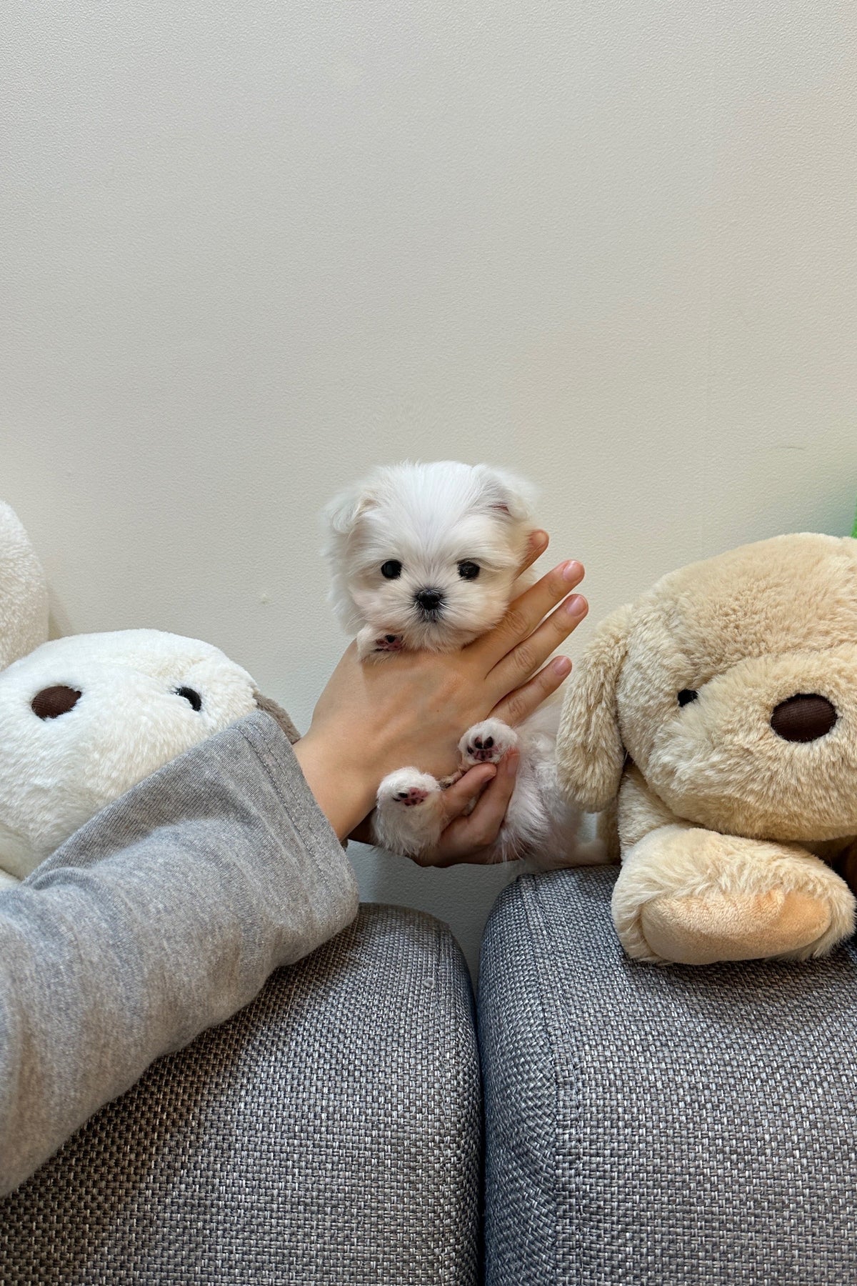 SEOLTANG - MALE (MALTESE) – Kim's Pups