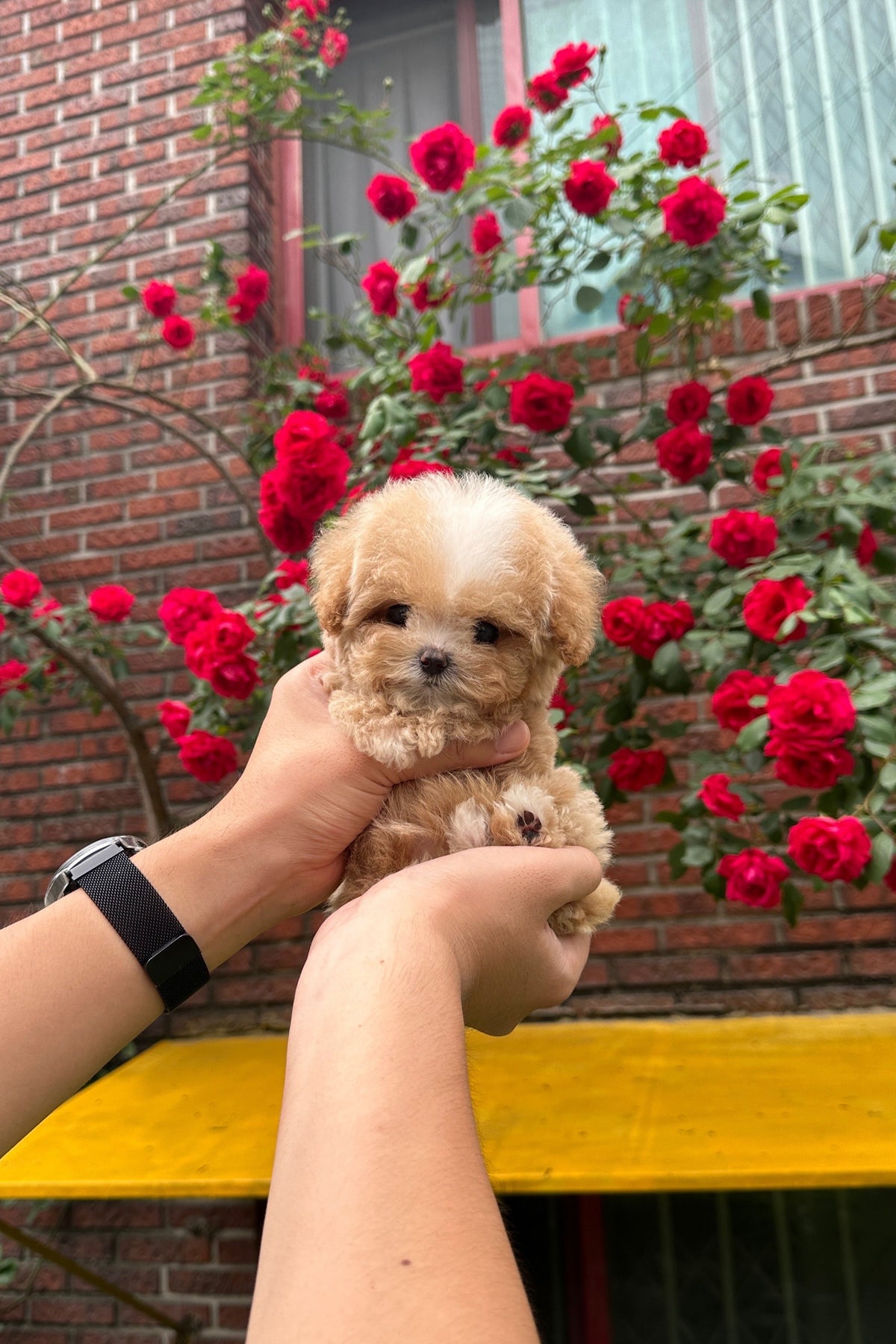 LORA - FEMALE (MALTIPOO) – Kim's Pups