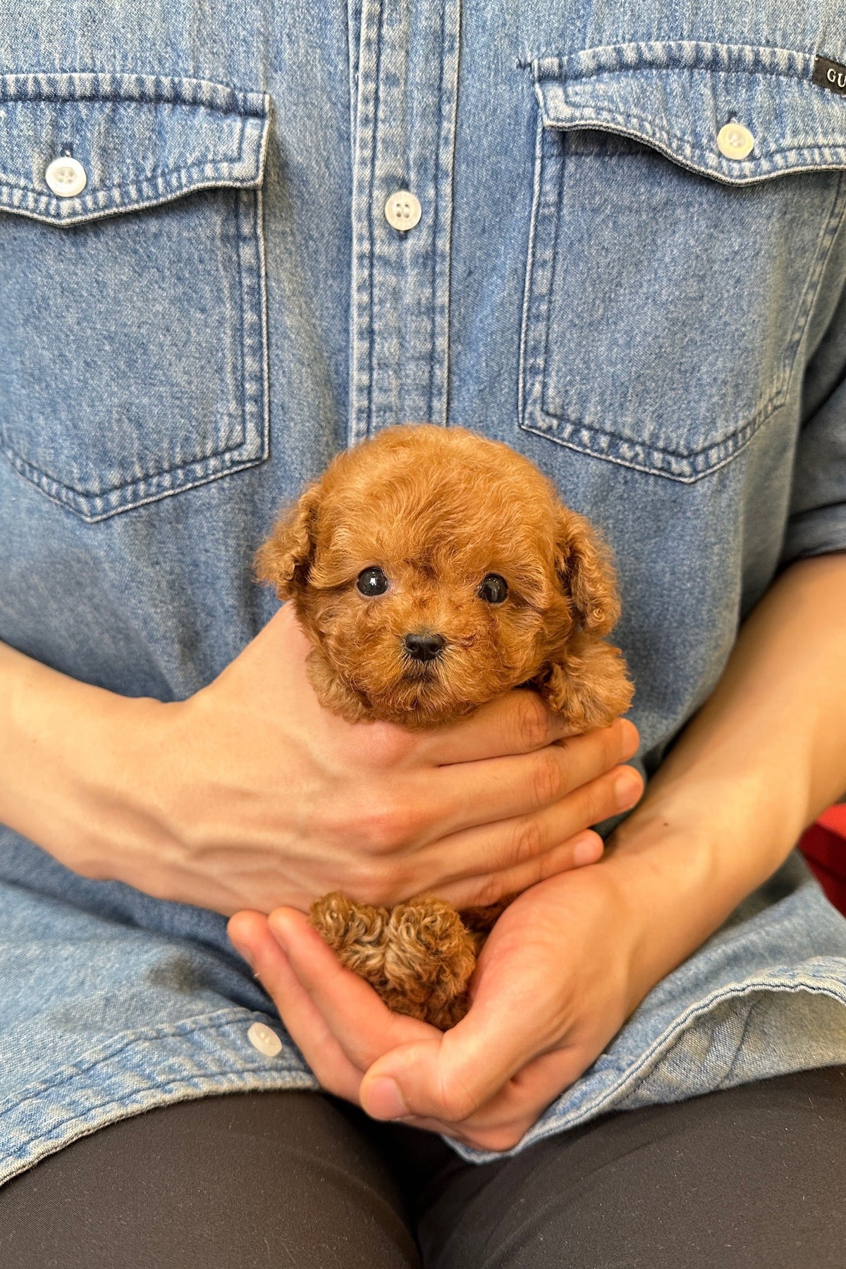 ROSE - FEMALE (TEACUP POODLE) – Kim's Pups