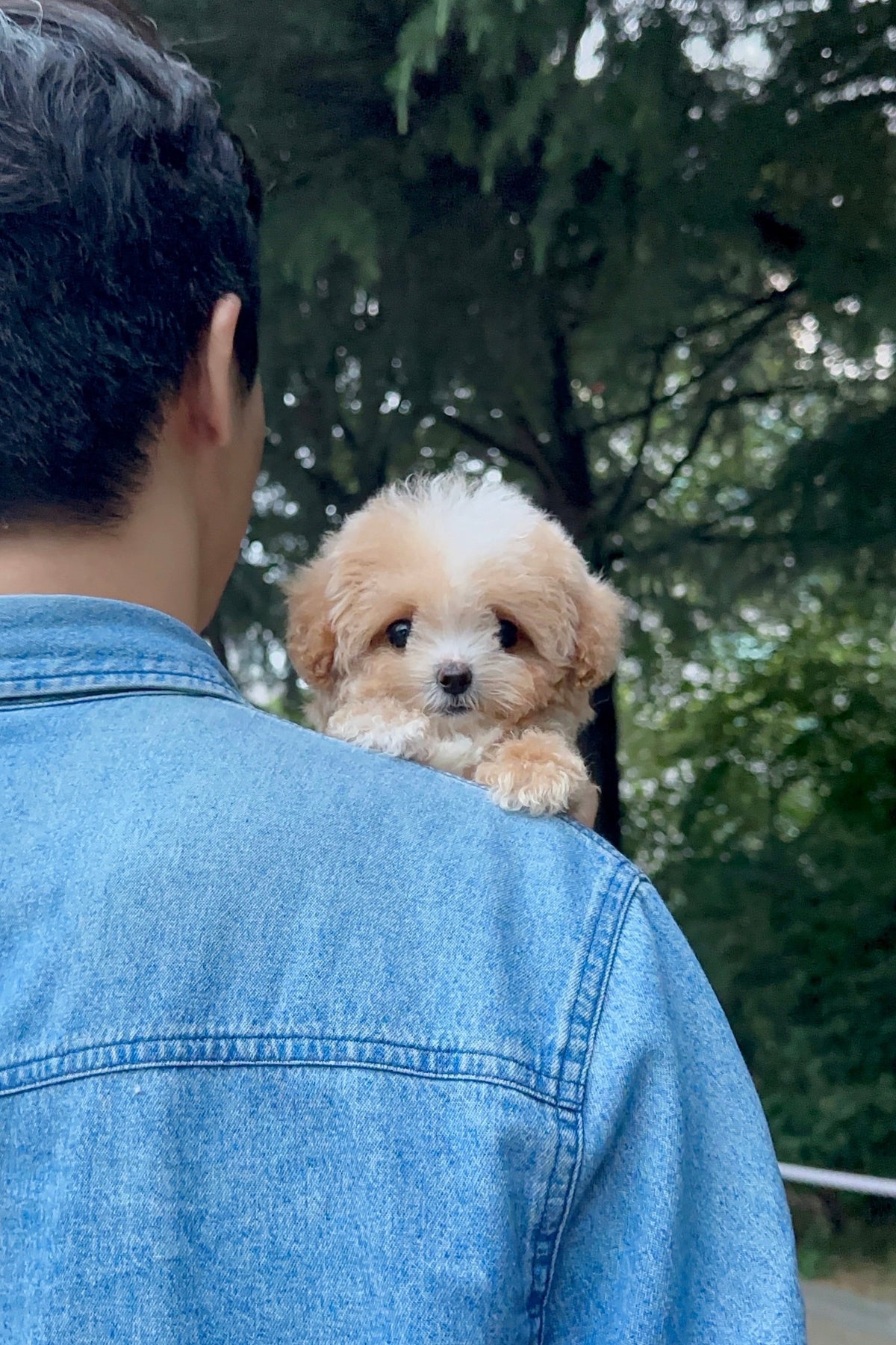 LORA - FEMALE (MALTIPOO) – Kim's Pups