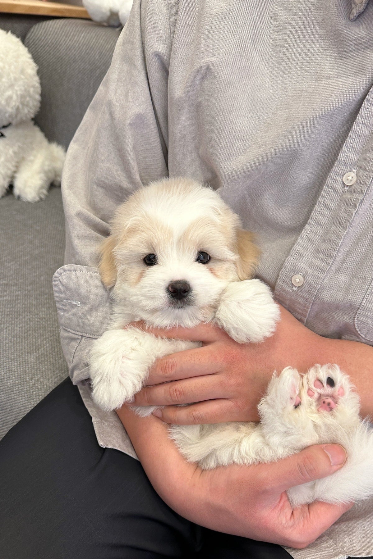 COCO - MALE (COTON DE TULEAR) – Kim's Pups