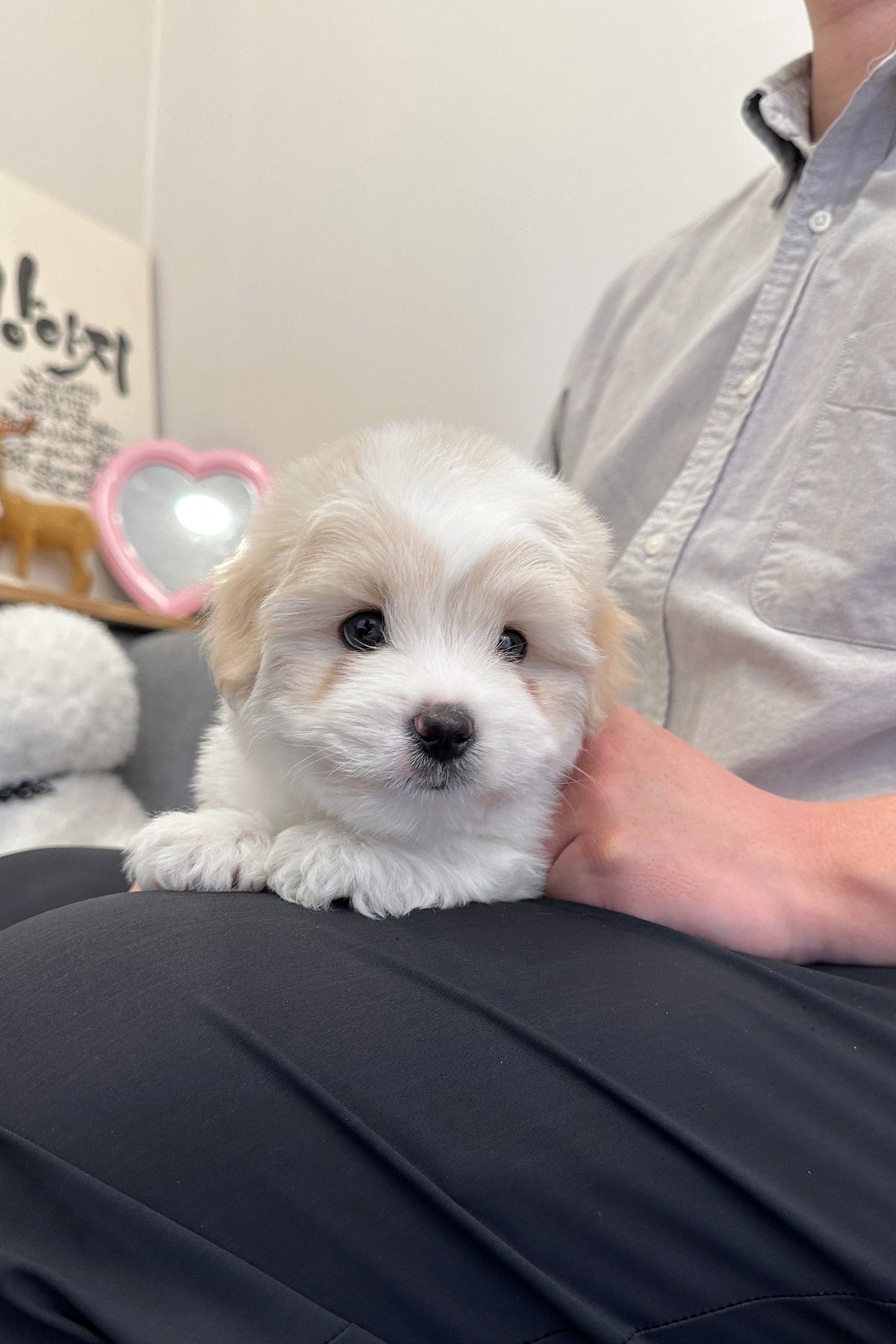 COCO - MALE (COTON DE TULEAR) – Kim's Pups