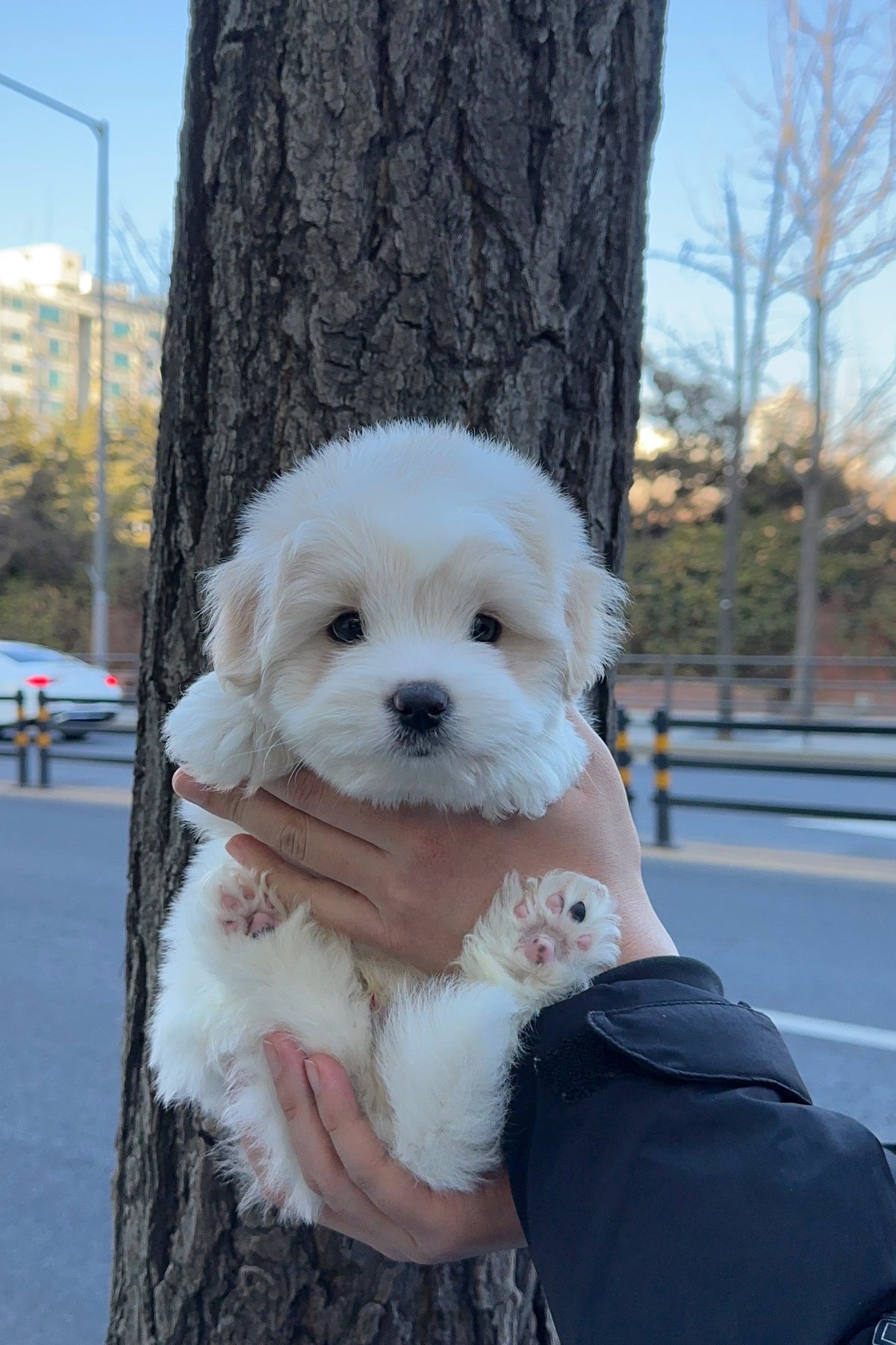 COCO - MALE (COTON DE TULEAR) – Kim's Pups