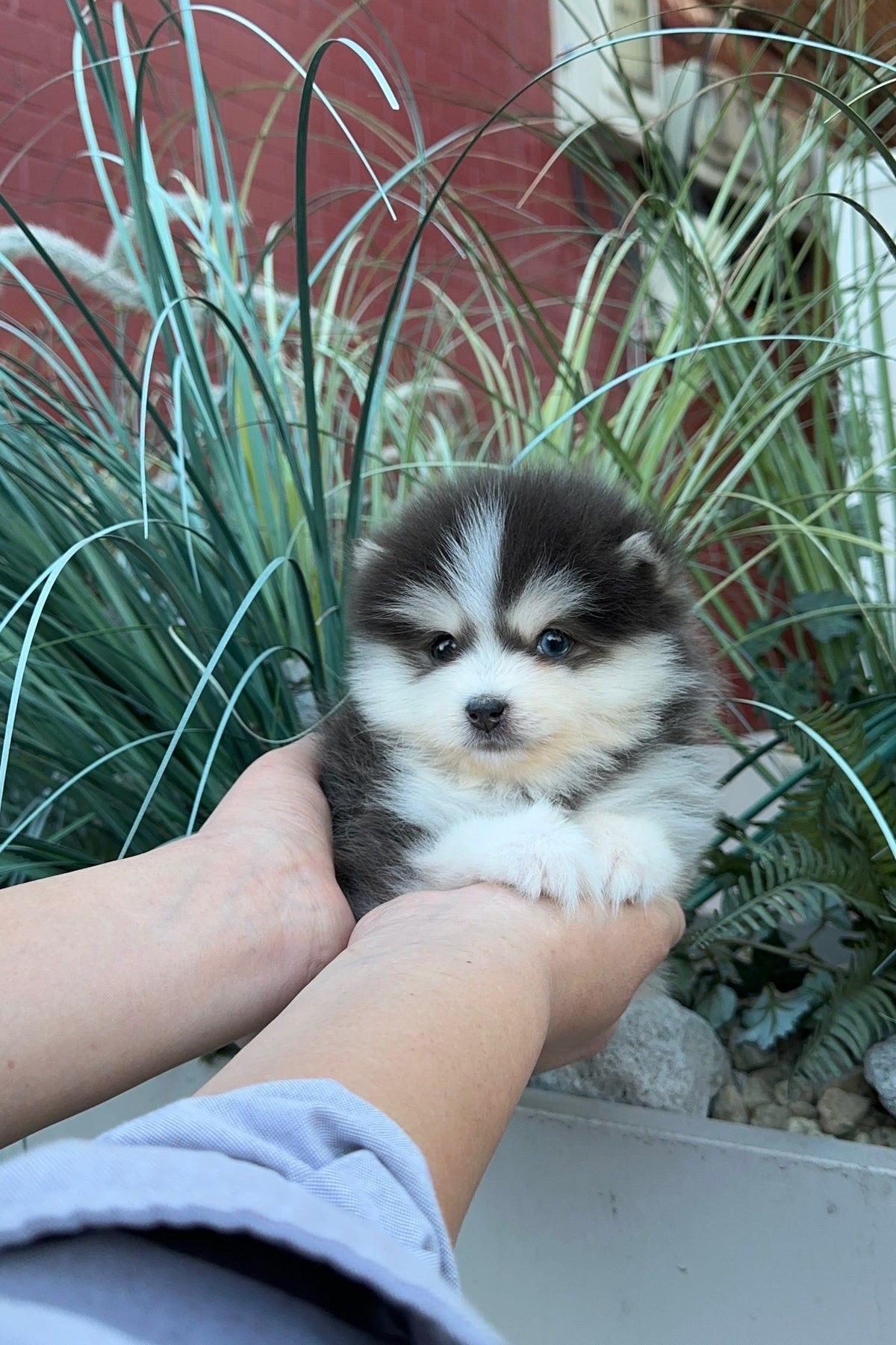 SCOL - MALE (POMSKY) – Kim's Pups