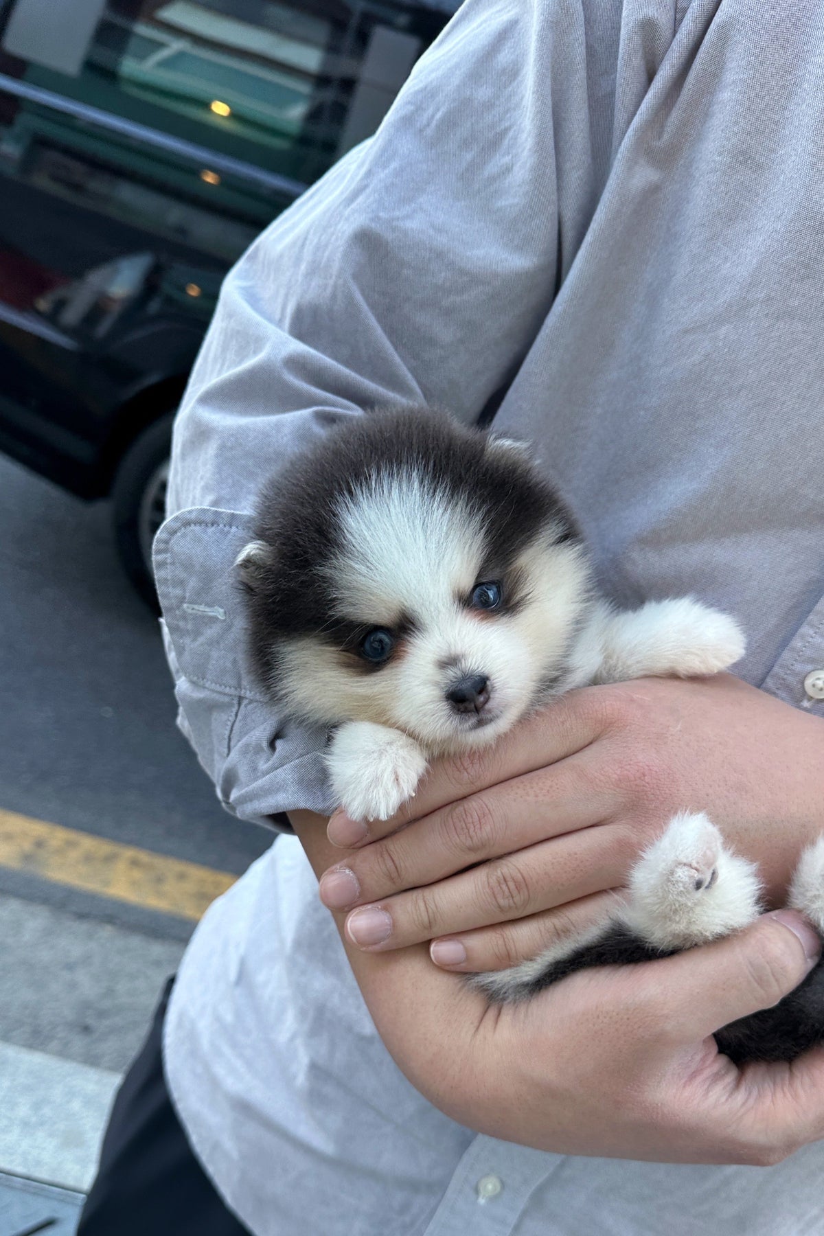 HEARTY - FEMALE (POMSKY) – Kim's Pups