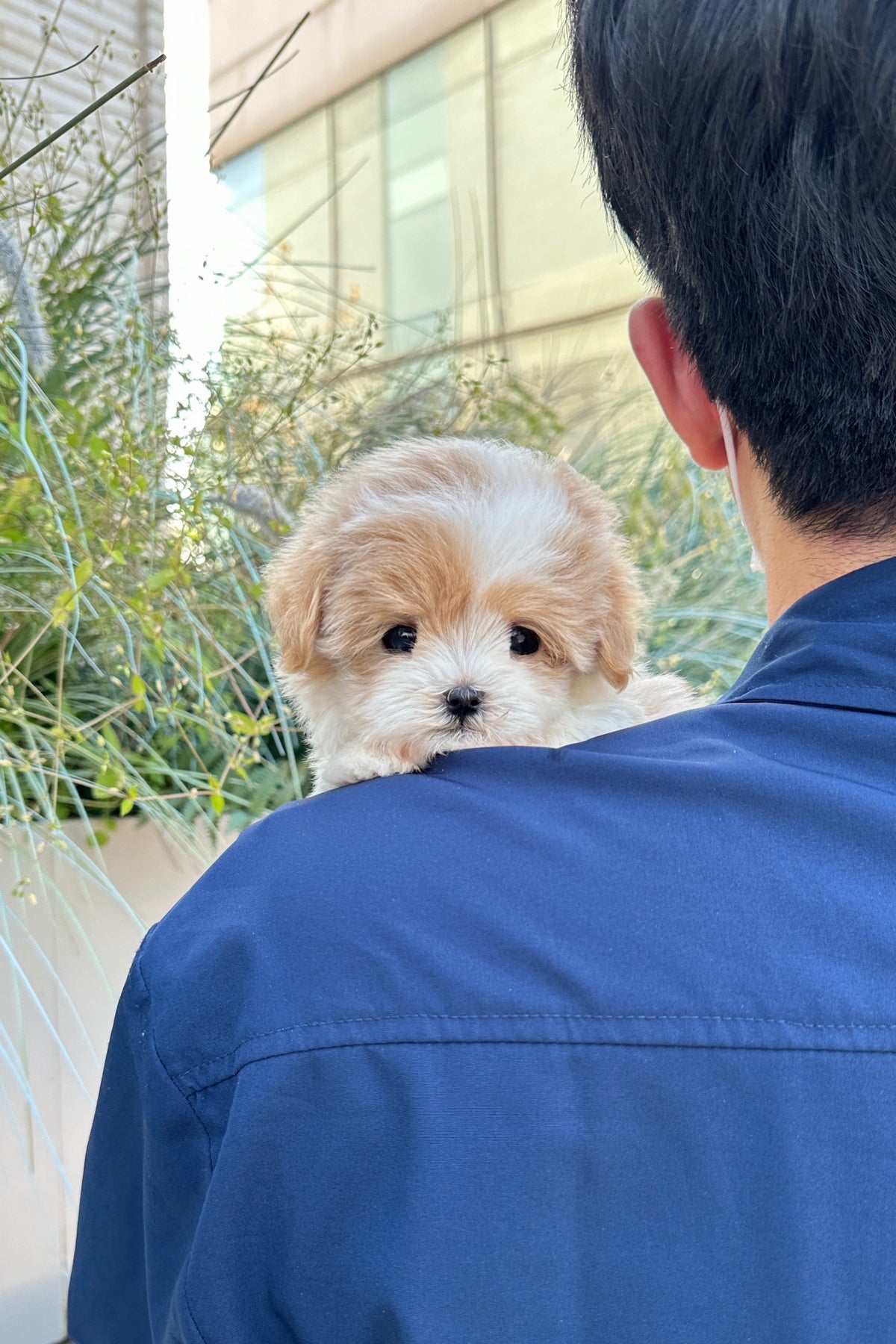 MUZI - FEMALE (MALTIPOO) – Kim's Pups