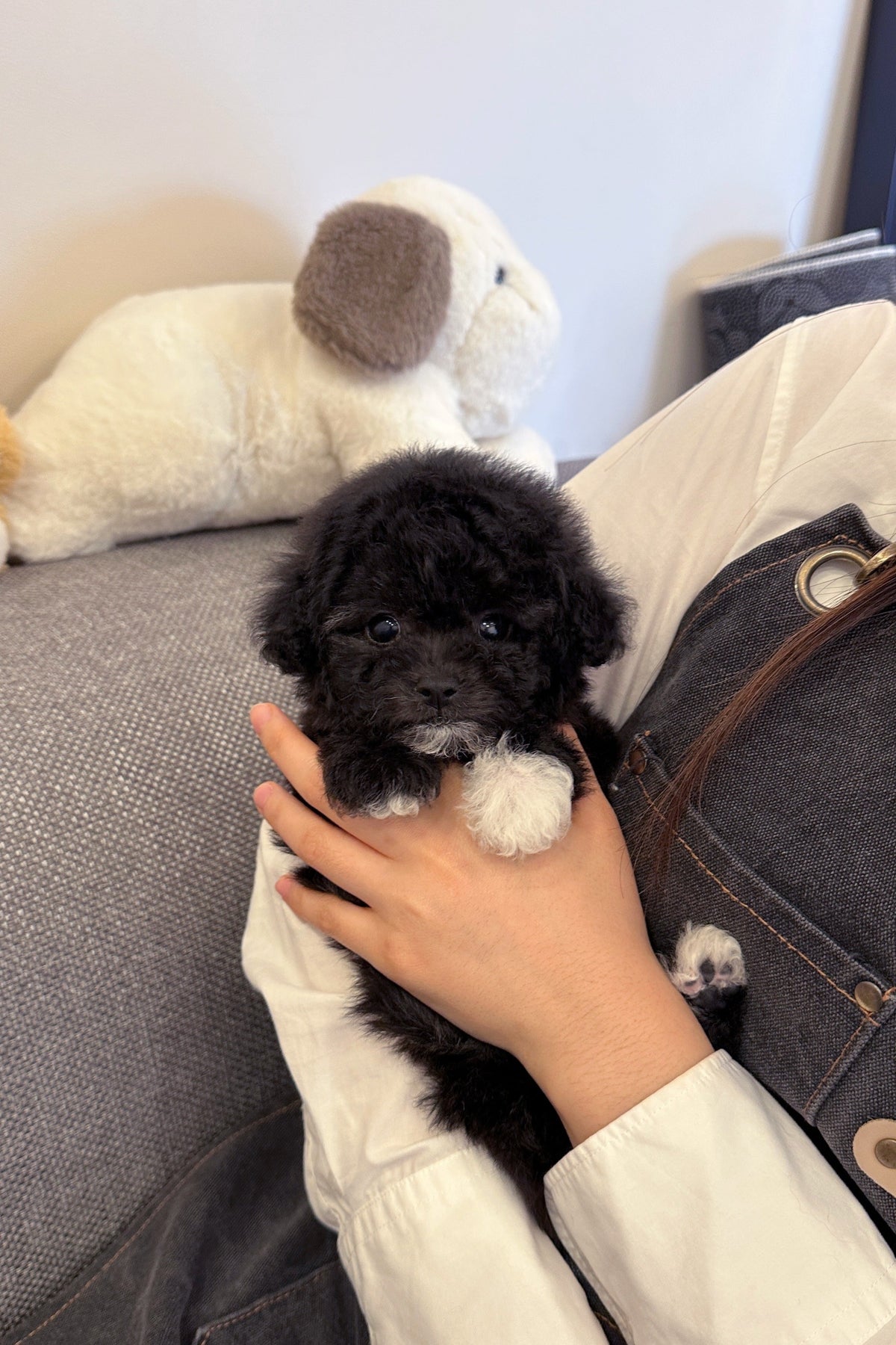 BECKY - FEMALE (TOY POODLE) – Kim's Pups
