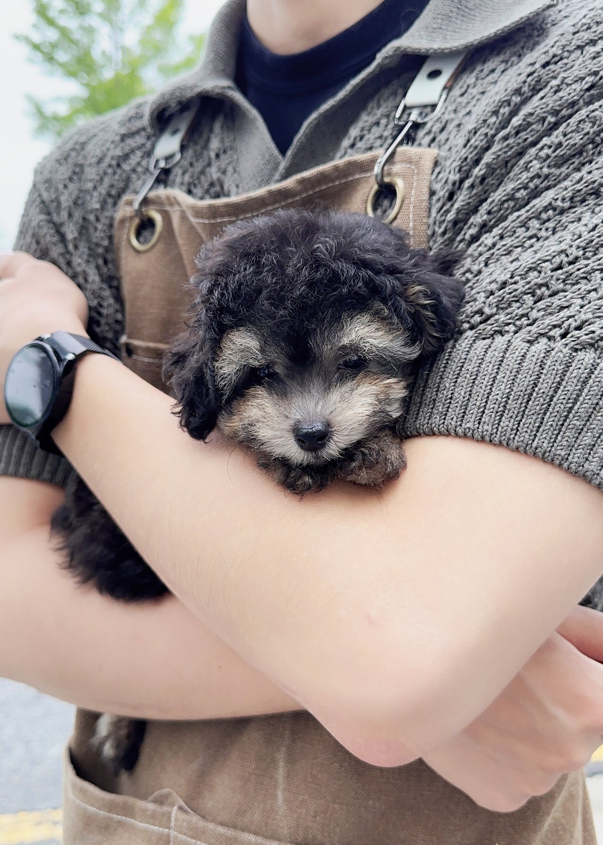 THEODORE - MALE (TEACUP POODLE) – Kim's Pups