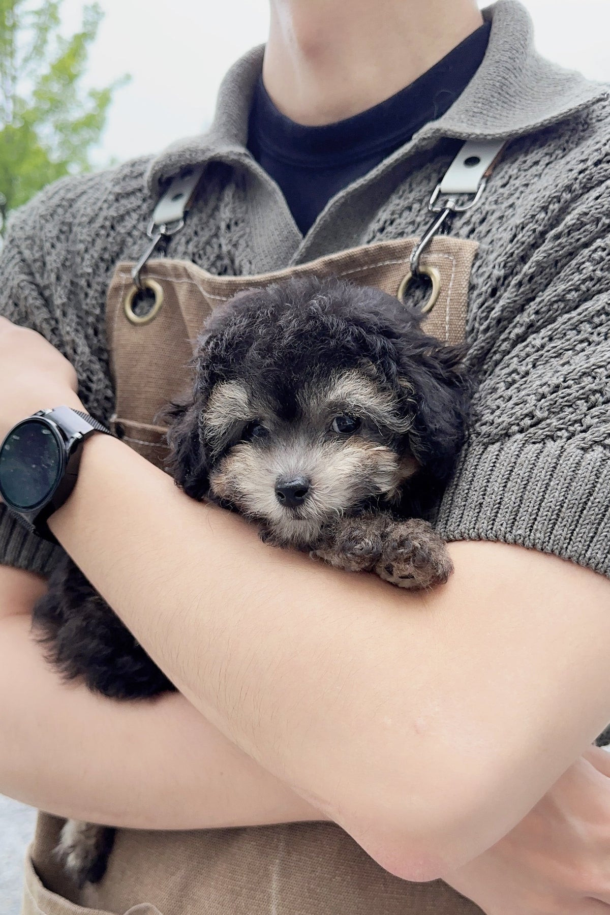 THEODORE - MALE (TEACUP POODLE) – Kim's Pups