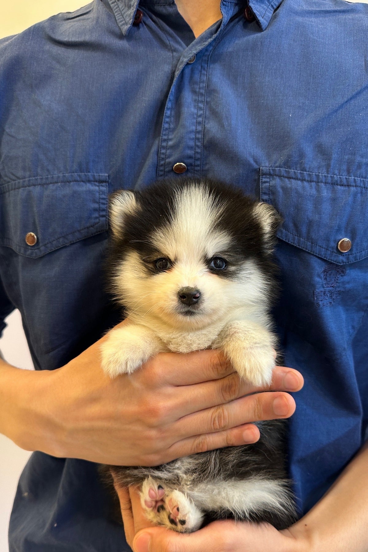 ARTHER - MALE (POMSKY) – Kim's Pups