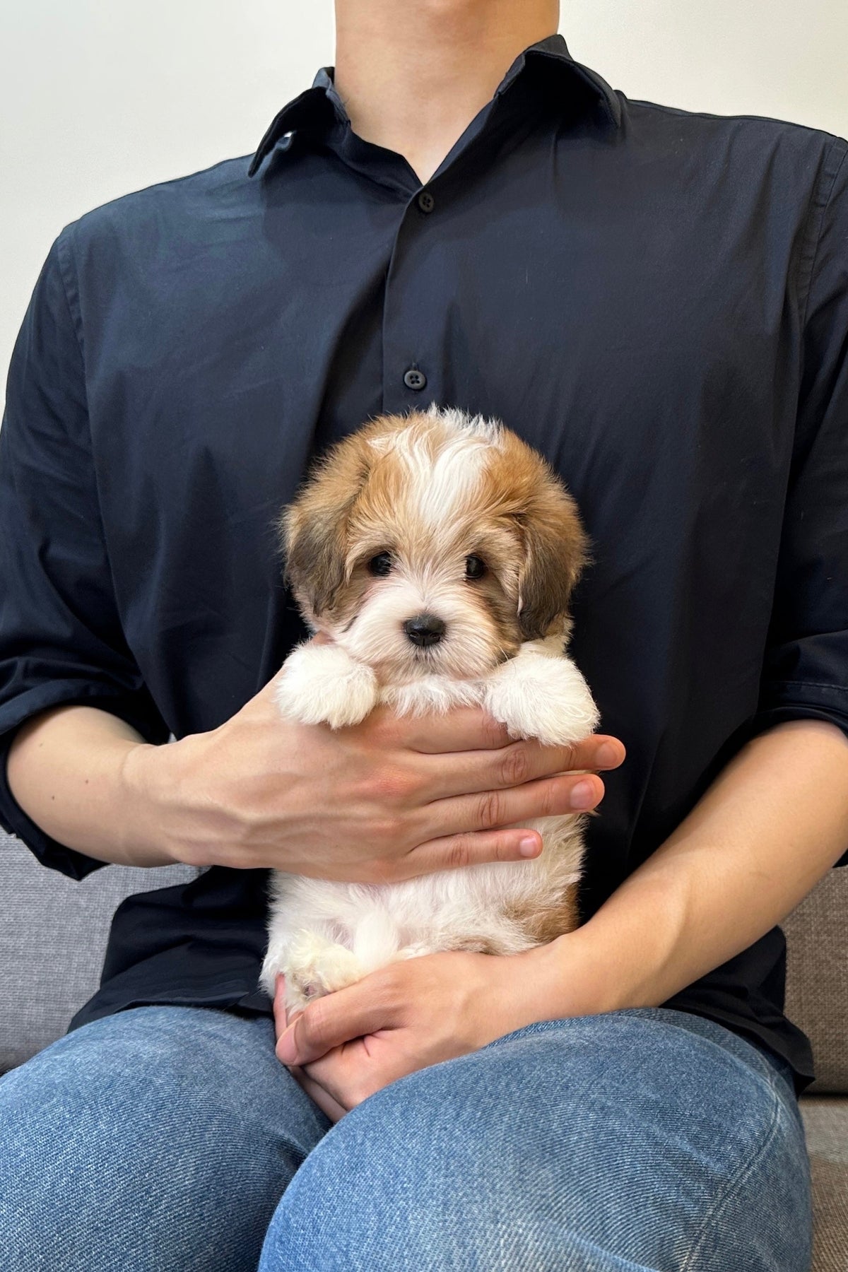 SHERRY - FEMALE (COTONPOO) – Kim's Pups