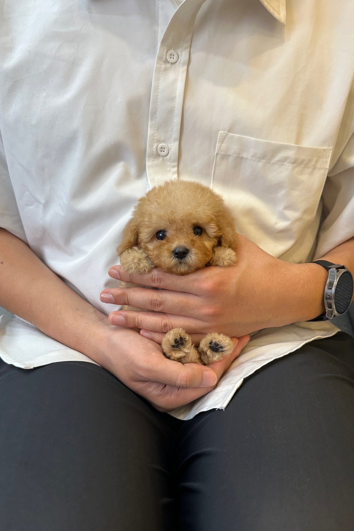 POBI - FEMALE (TEACUP POODLE) – Kim's Pups