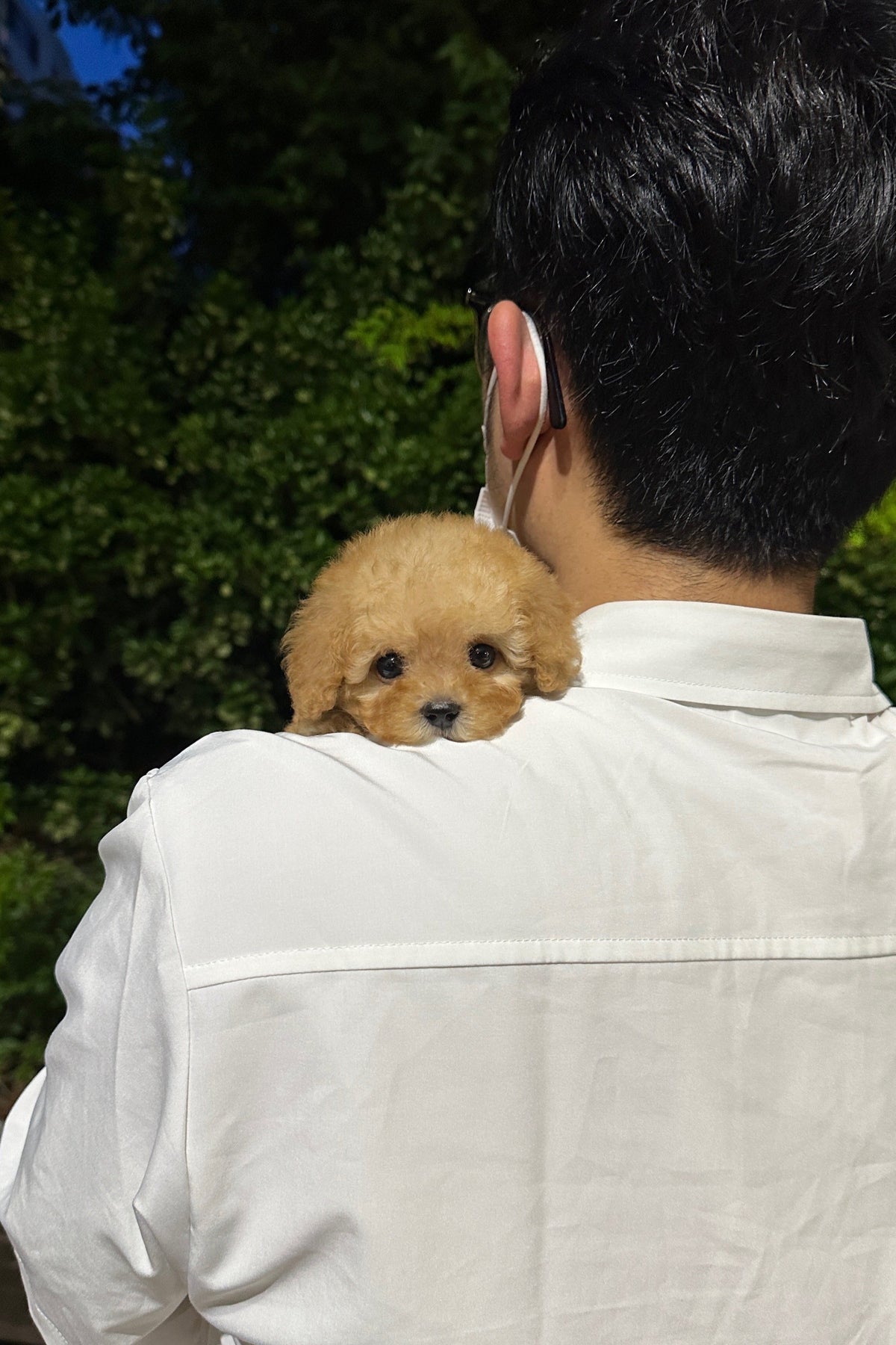 POBI - FEMALE (TEACUP POODLE) – Kim's Pups