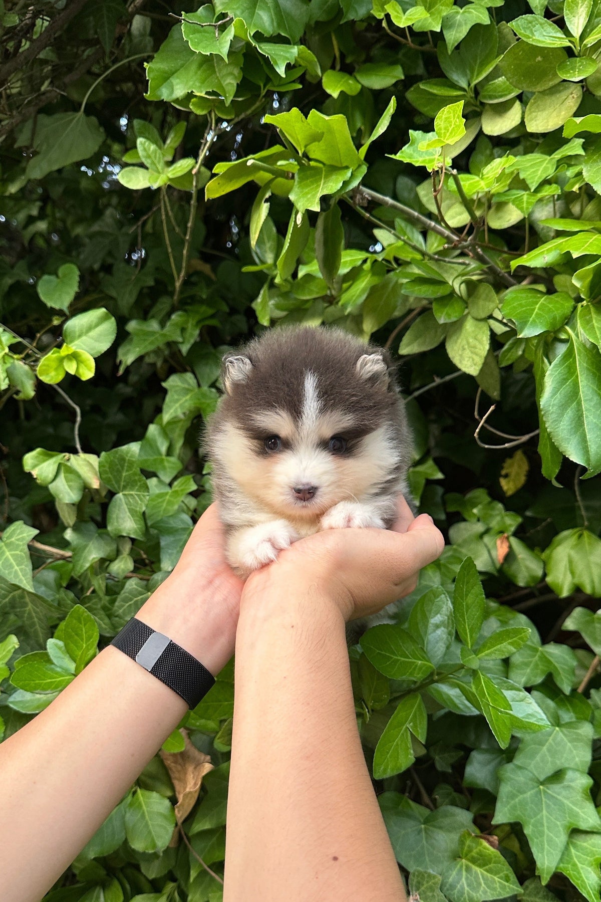 SOOIE - FEMALE (POMSKY) – Kim's Pups