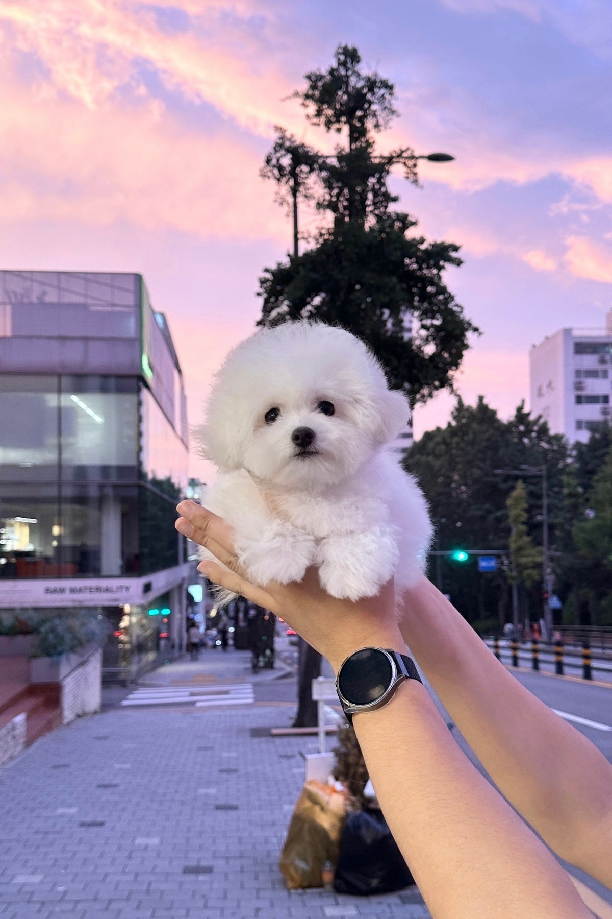HYUJI - MALE (MINI BICHON FRISE) – Kim's Pups