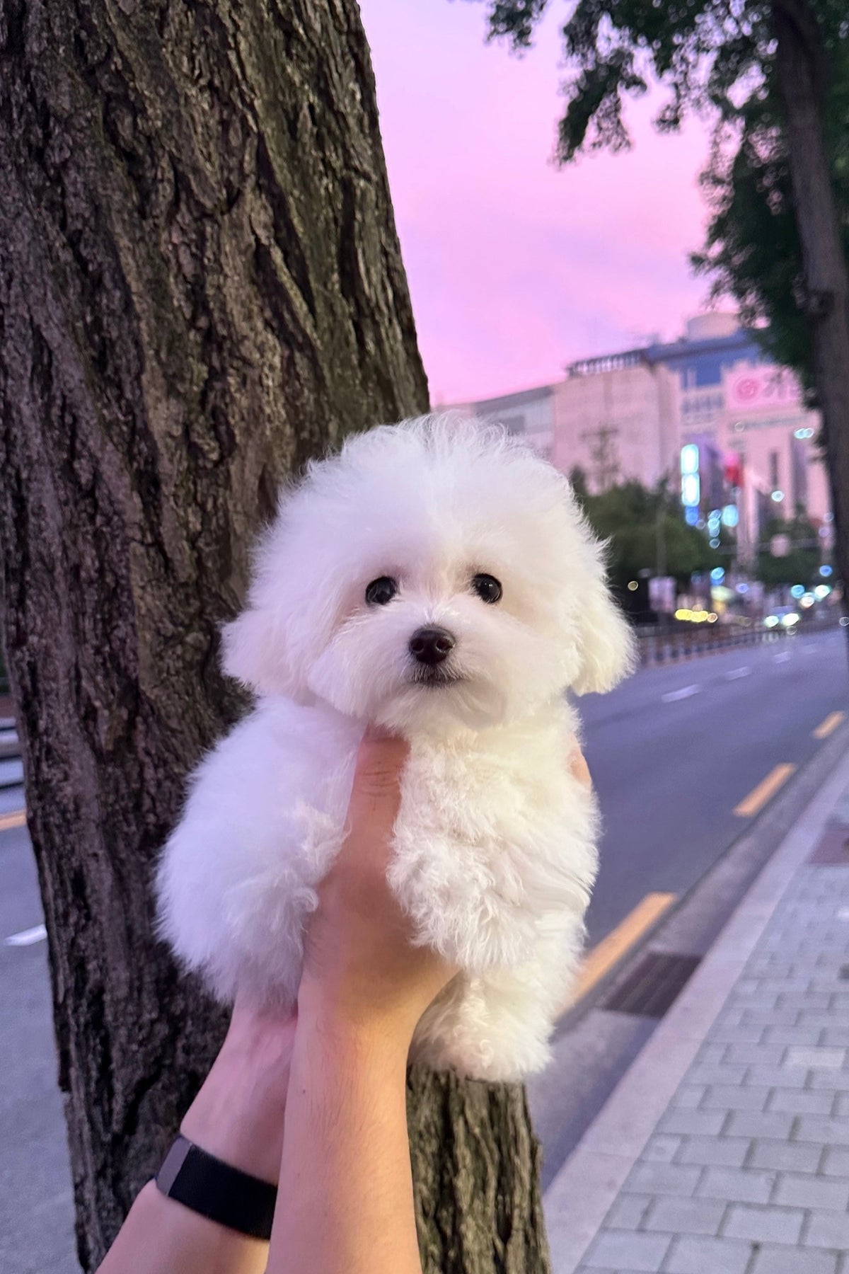 HYUJI - MALE (MINI BICHON FRISE) – Kim's Pups