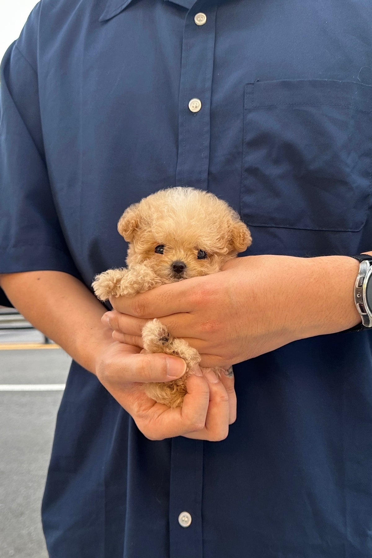TEDDY - MALE (TEACUP POODLE) – Kim's Pups