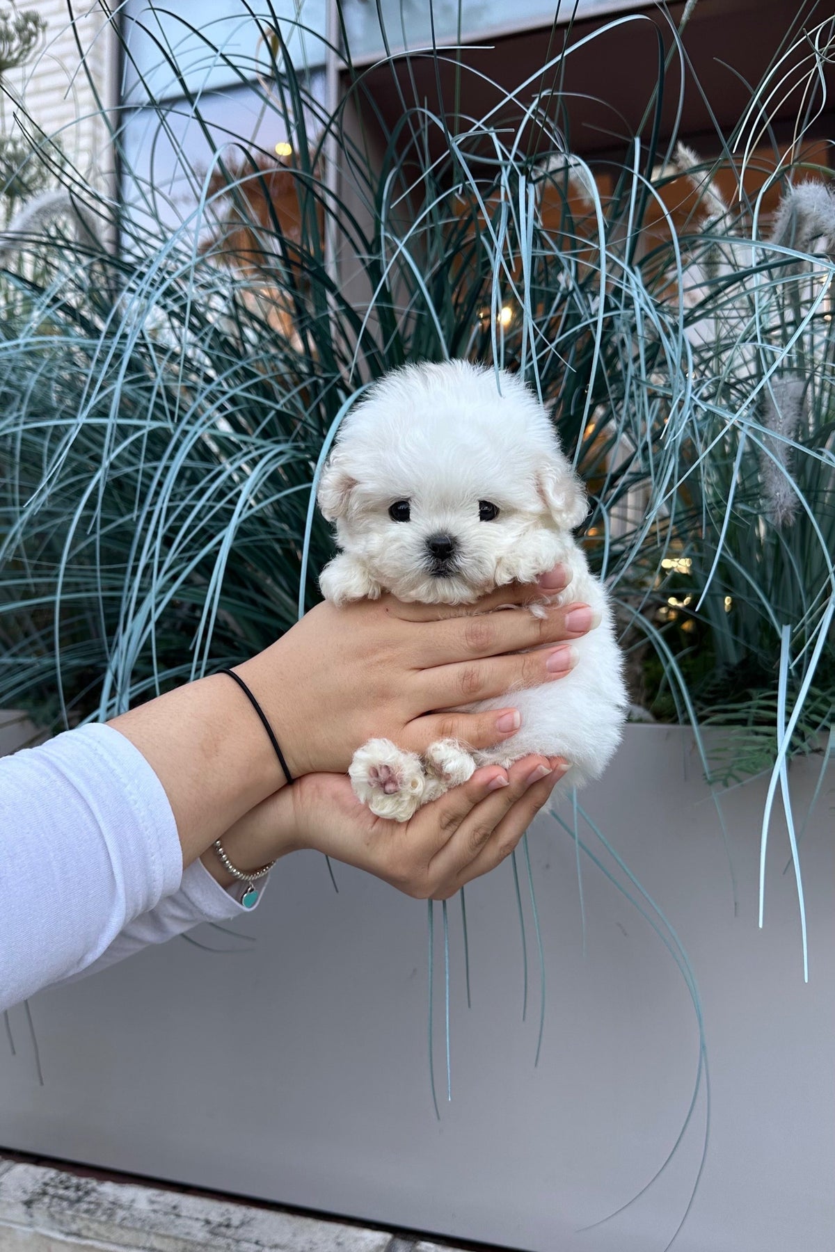 SHU - FEMALE (BICHON FRISE) – Kim's Pups