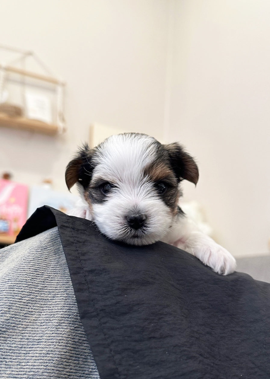 LEONARD - MALE (BIEWER TERRIER) – Kim's Pups