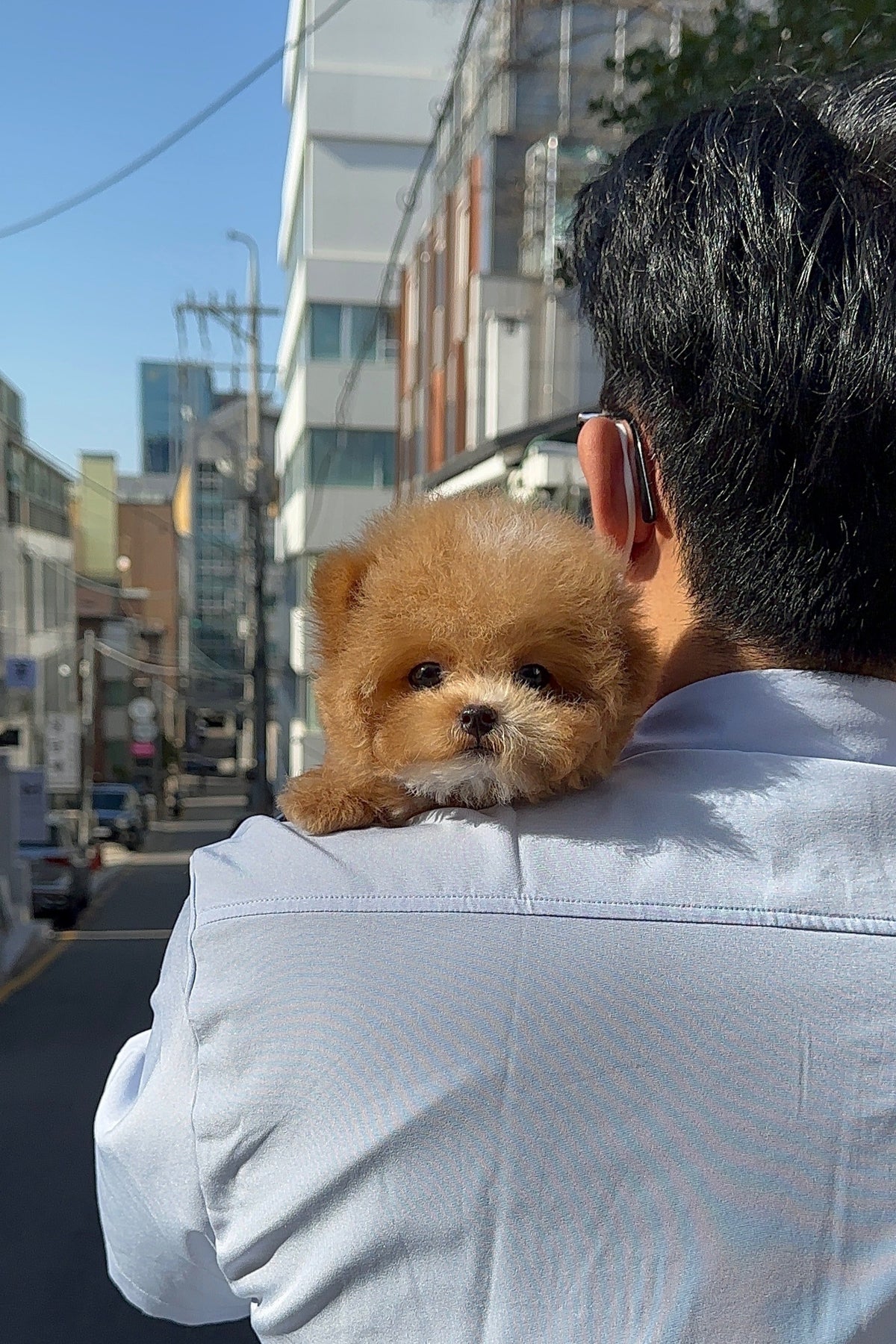 RIA - FEMALE (MALTIPOO) – Kim's Pups