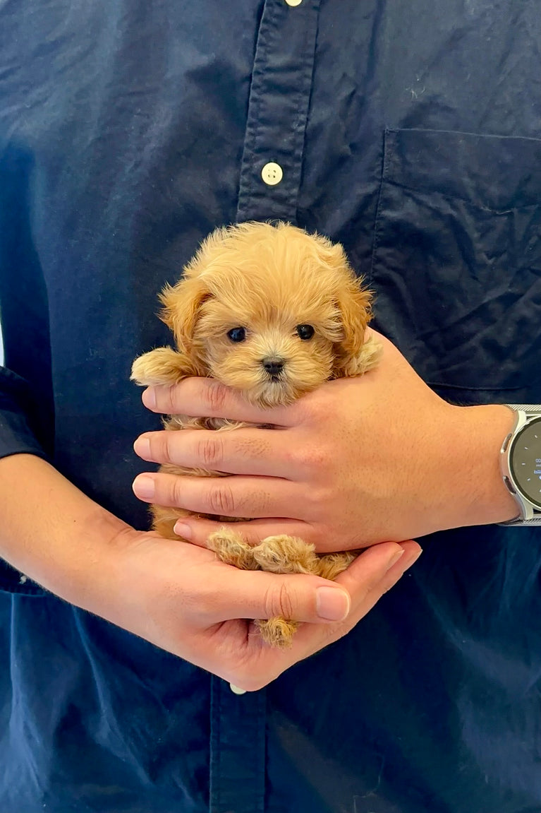 Premium Korean Teacup Puppy - Kim's Pups