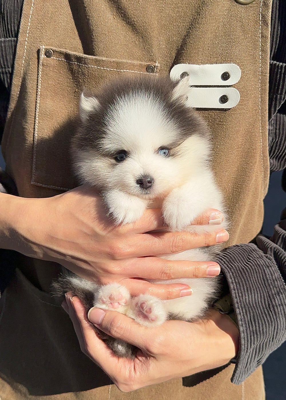 Premium Korean Teacup Puppy - Kim's Pups – 내 스토어