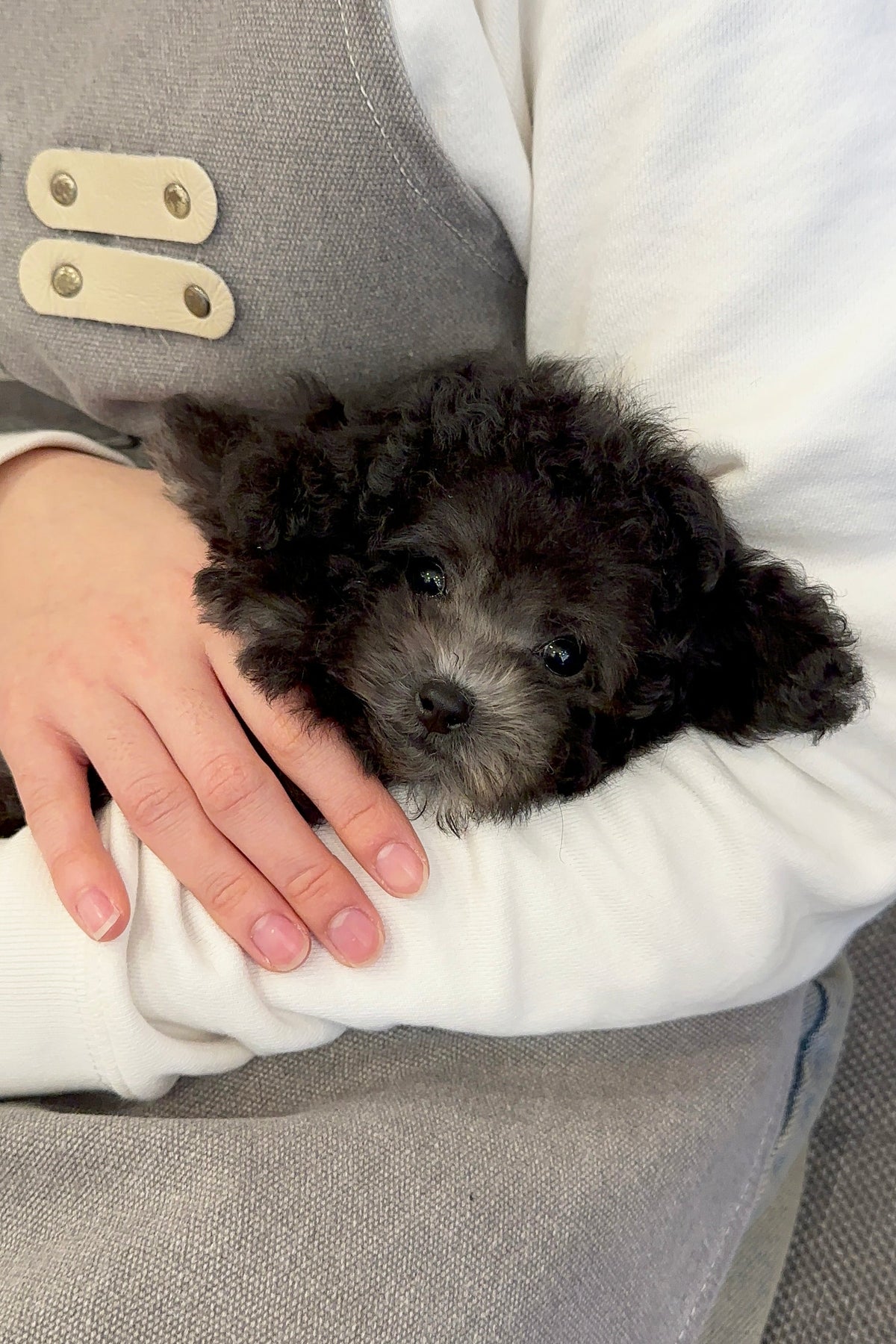 LISA - FEMALE (TEACUP POODLE) – Kim's Pups
