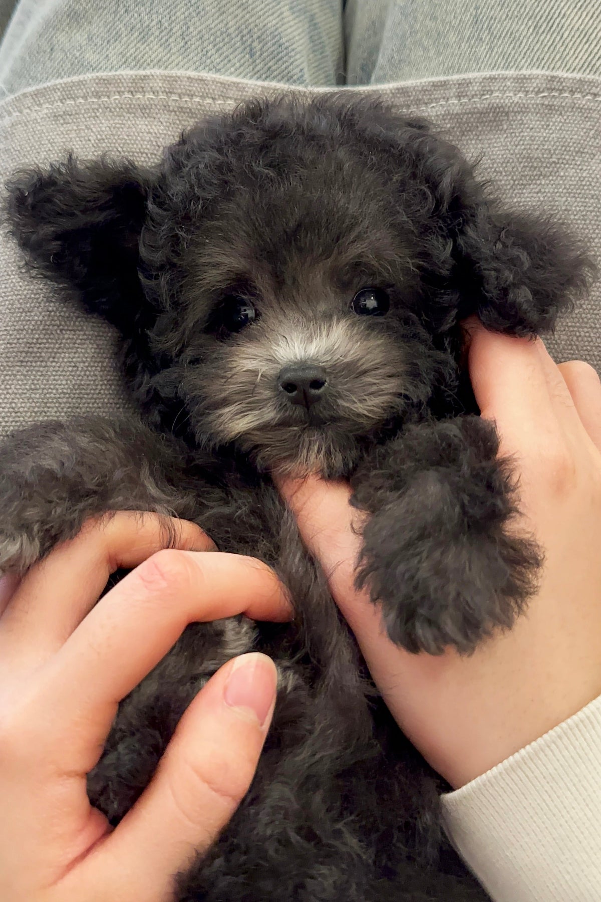 LISA - FEMALE (TEACUP POODLE) – Kim's Pups