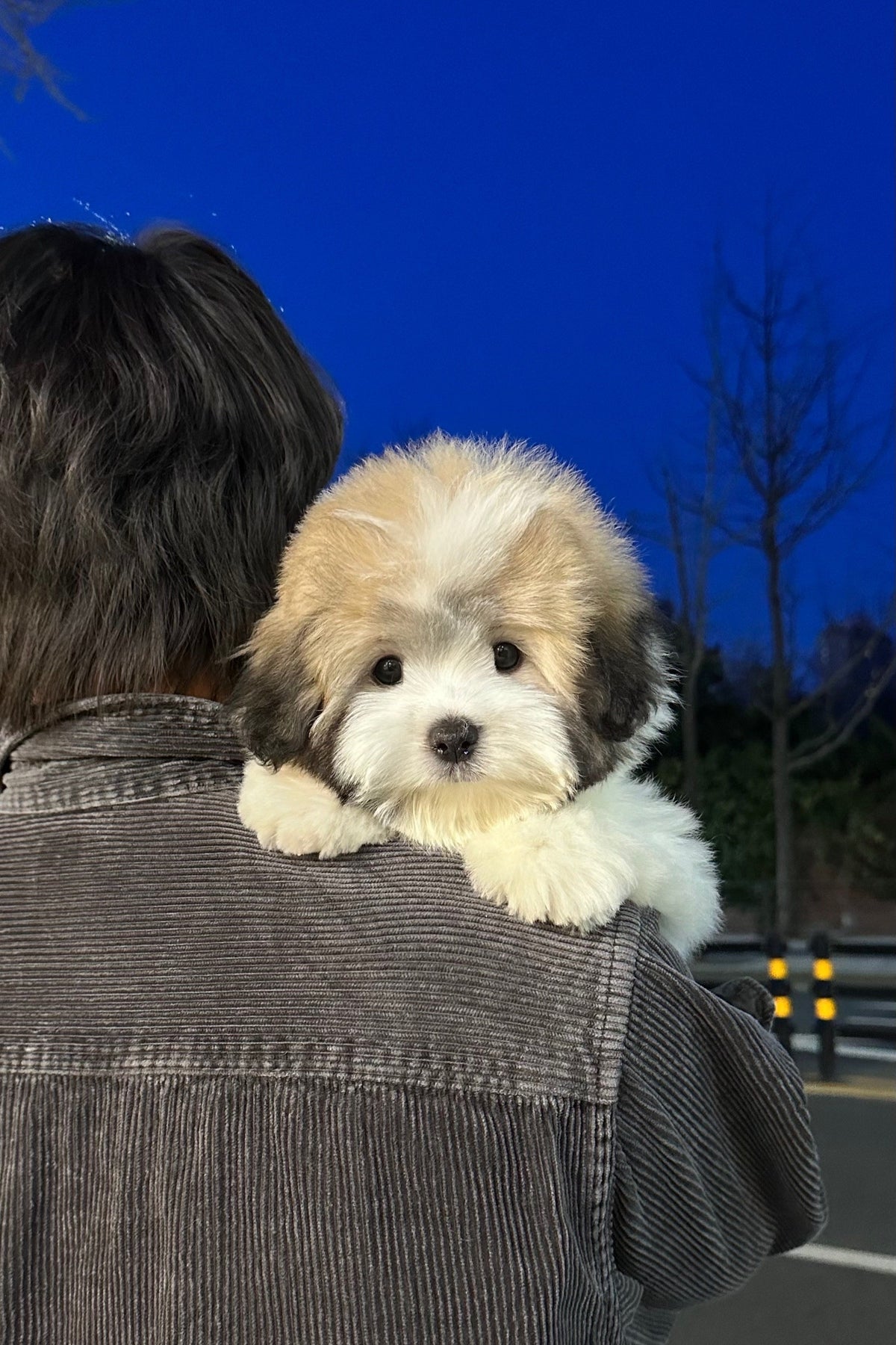 POBBY - MALE (COTON DE TULEAR) – Kim's Pups