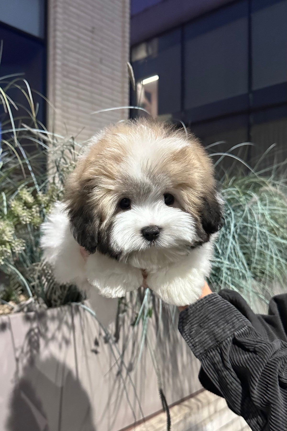 POBBY - MALE (COTON DE TULEAR) – Kim's Pups