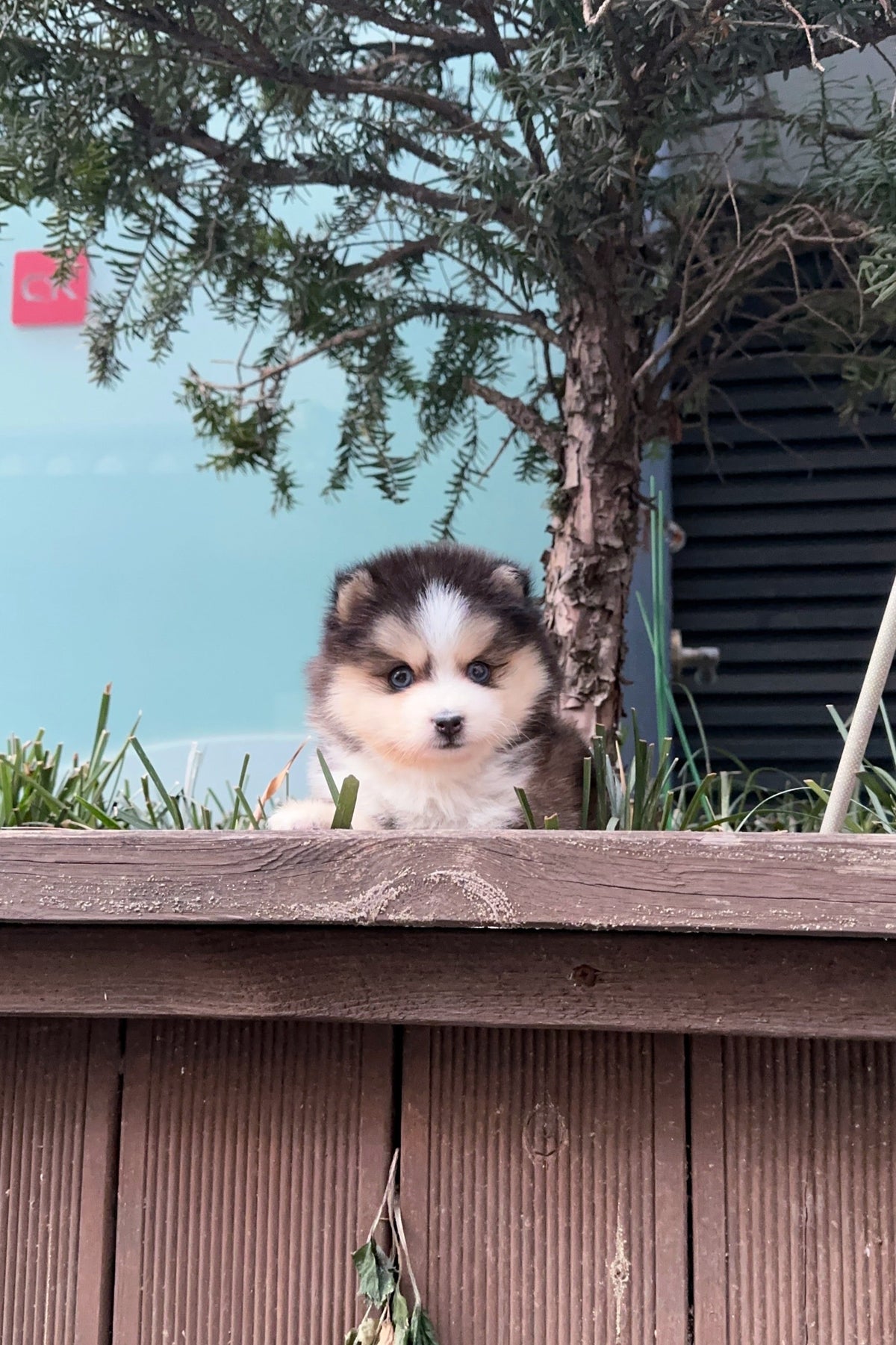 RUTHIE - FEMALE (POMSKY) – Kim's Pups