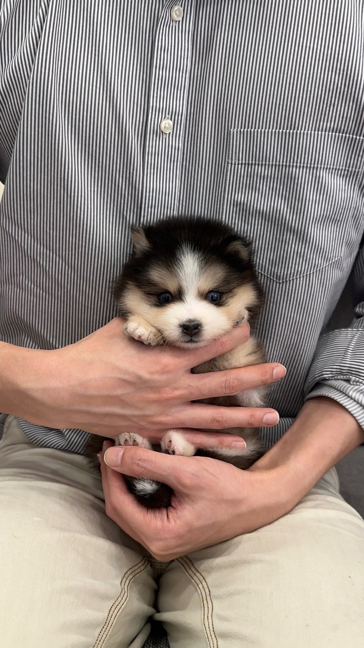 RUTHIE - FEMALE (POMSKY) – Kim's Pups